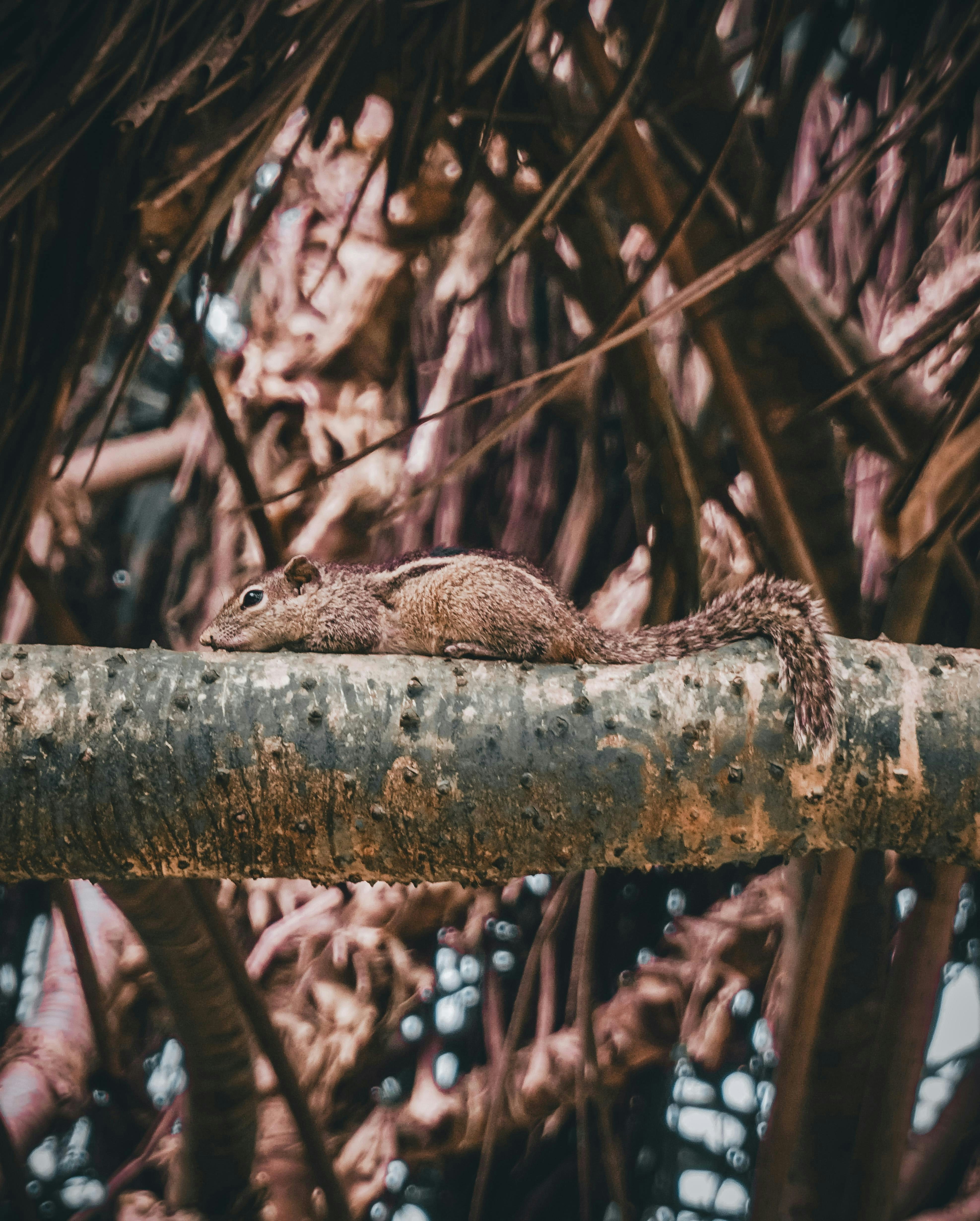A bird sitting on top of a tree branch photo – Free Panadura Image on ...