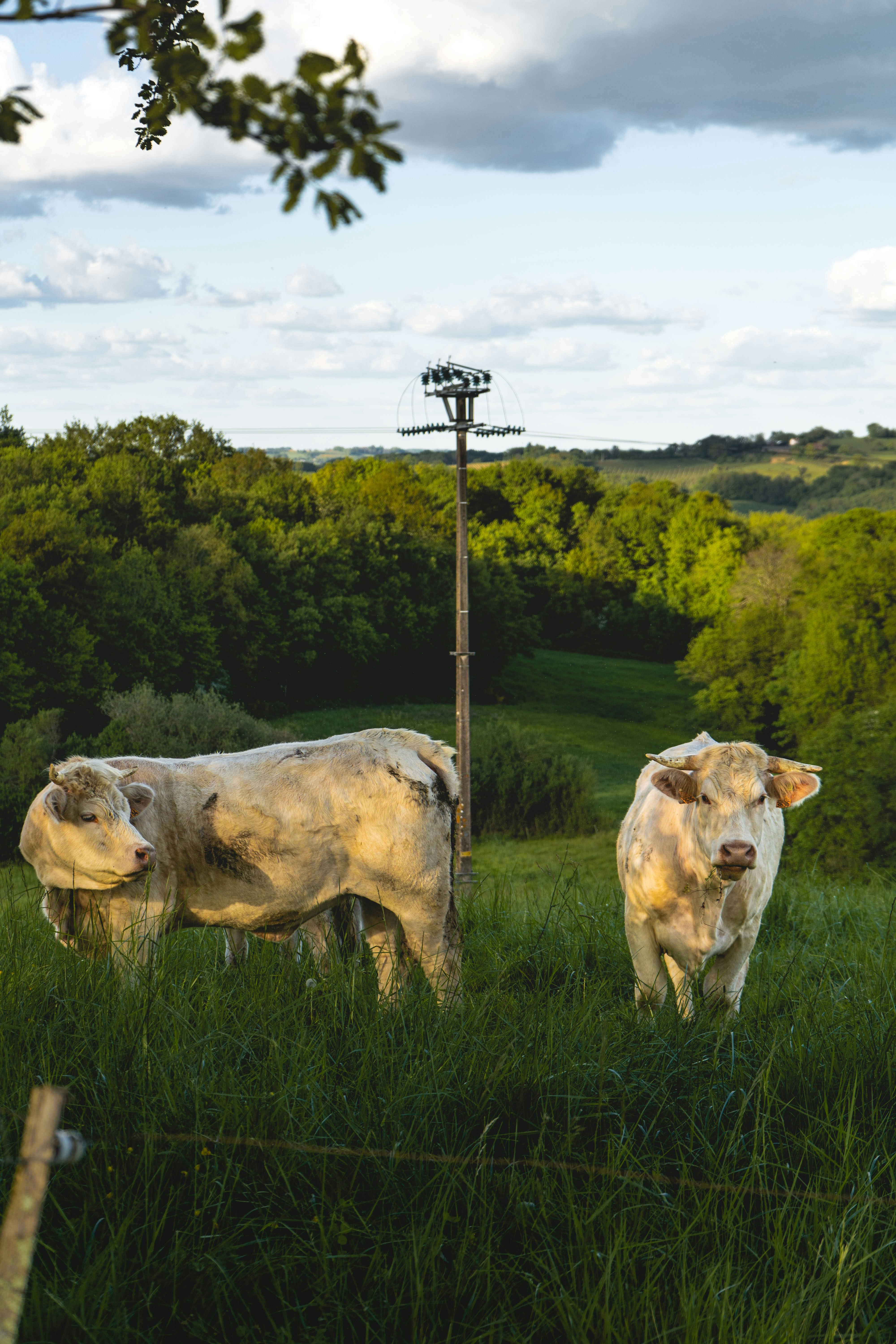 Sunlit Pasture Convergence: Cattle and a Lone Utility Pole
