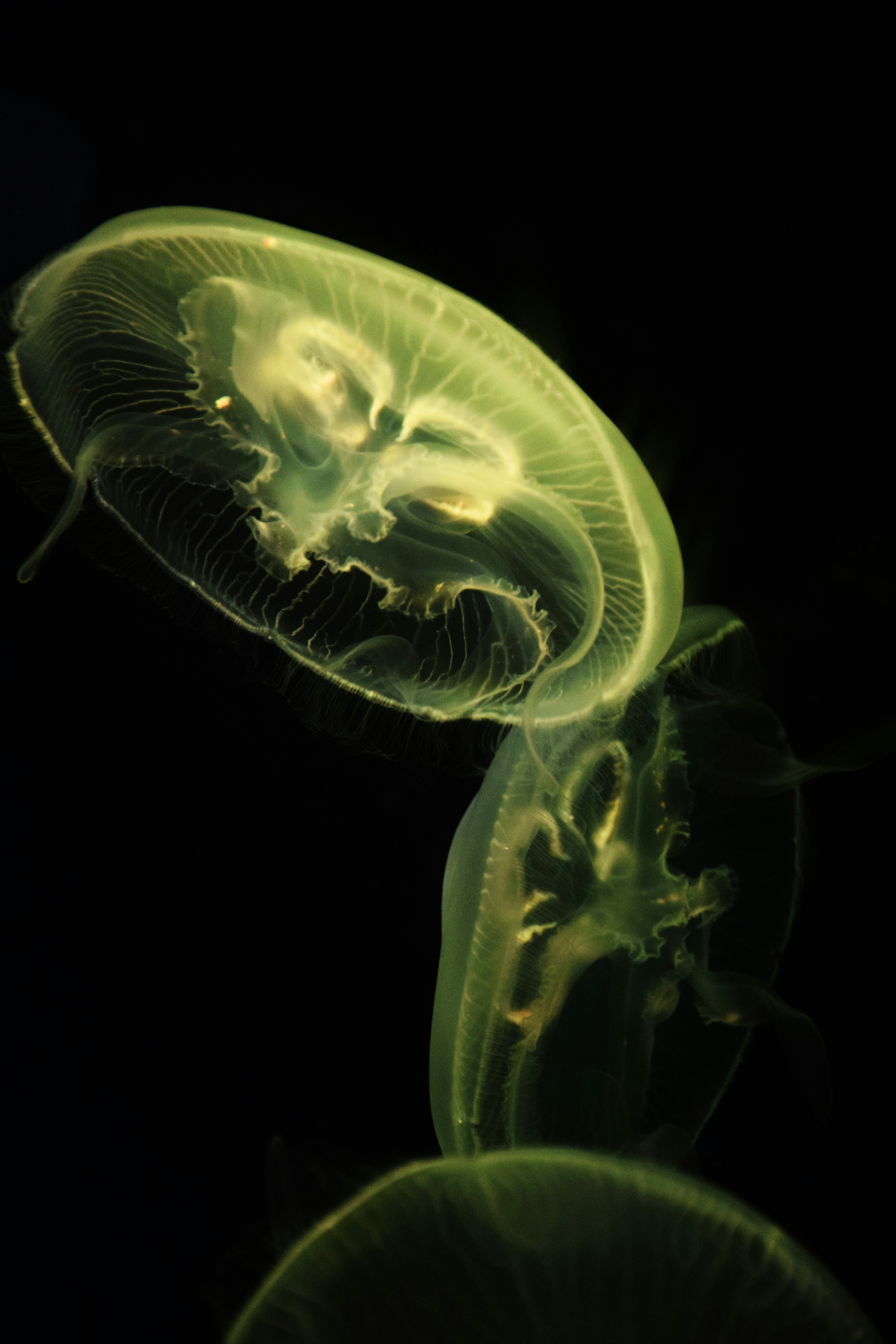 Ethereal Glow of the Ocean's Drifters