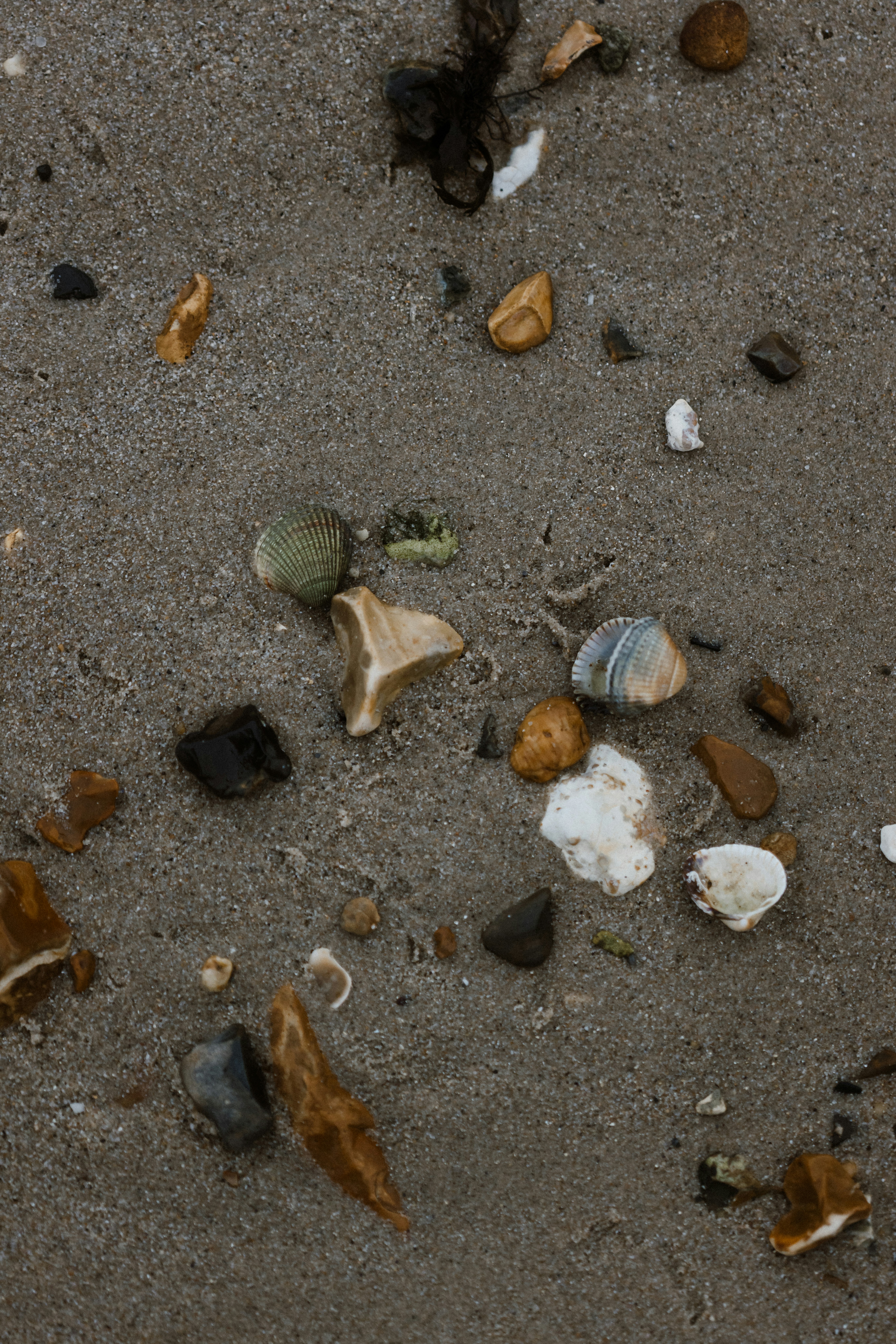 A bunch of shells and seashells on the sand photo – Free Beach Image on ...