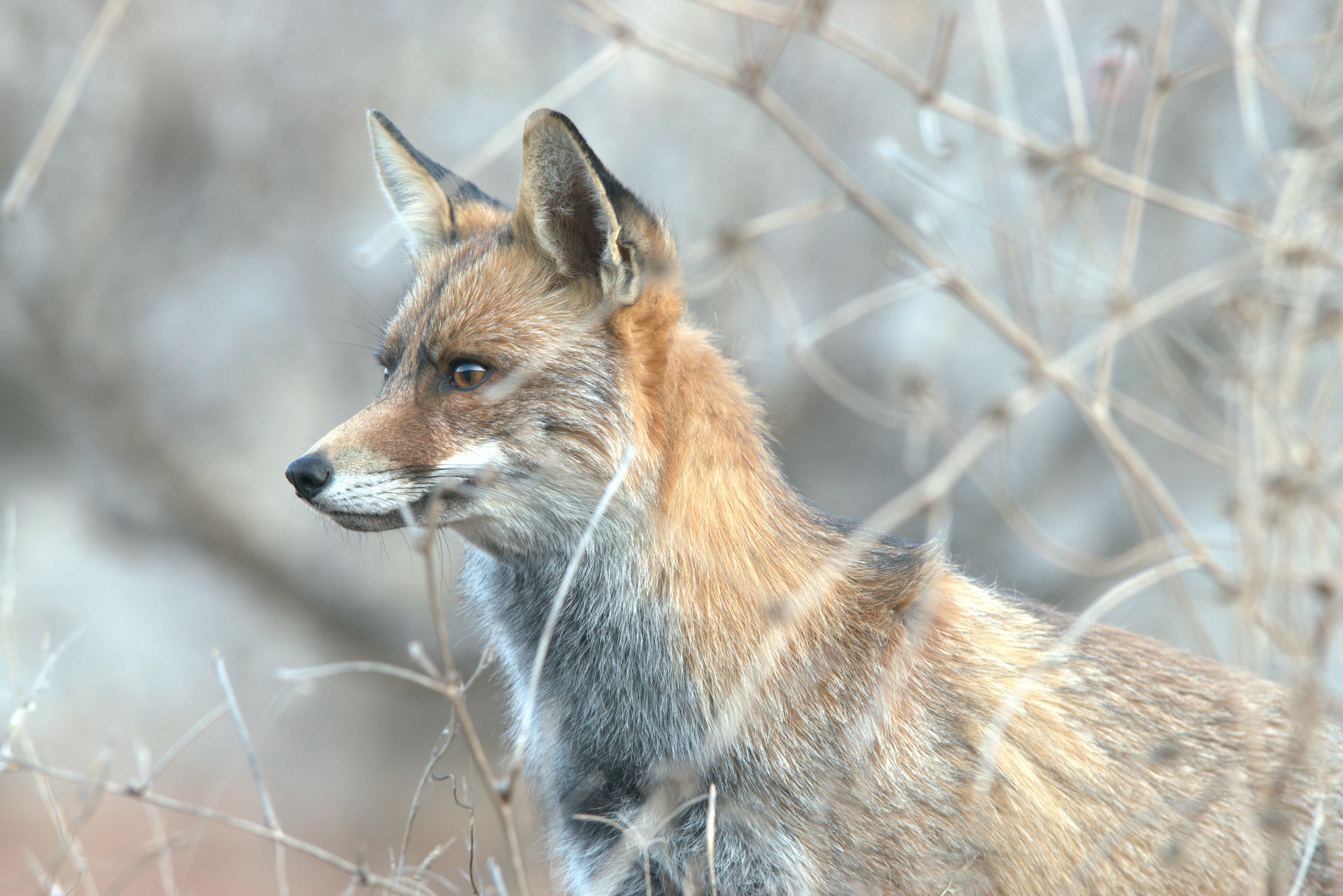 A fox standing in the middle of a forest photo – Free Retrato Image on ...