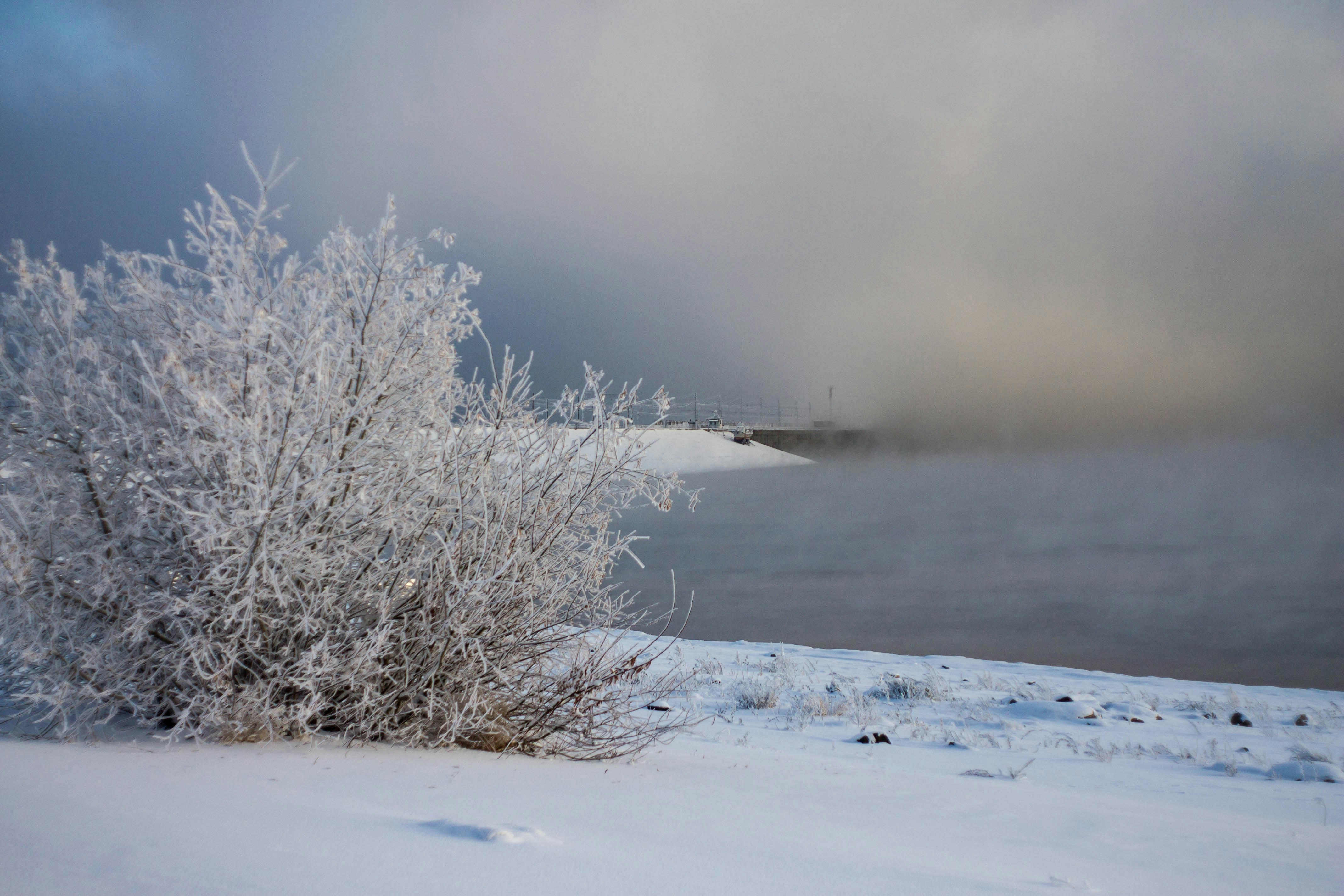 A tree covered in snow next to a body of water photo – Free Frost Image ...
