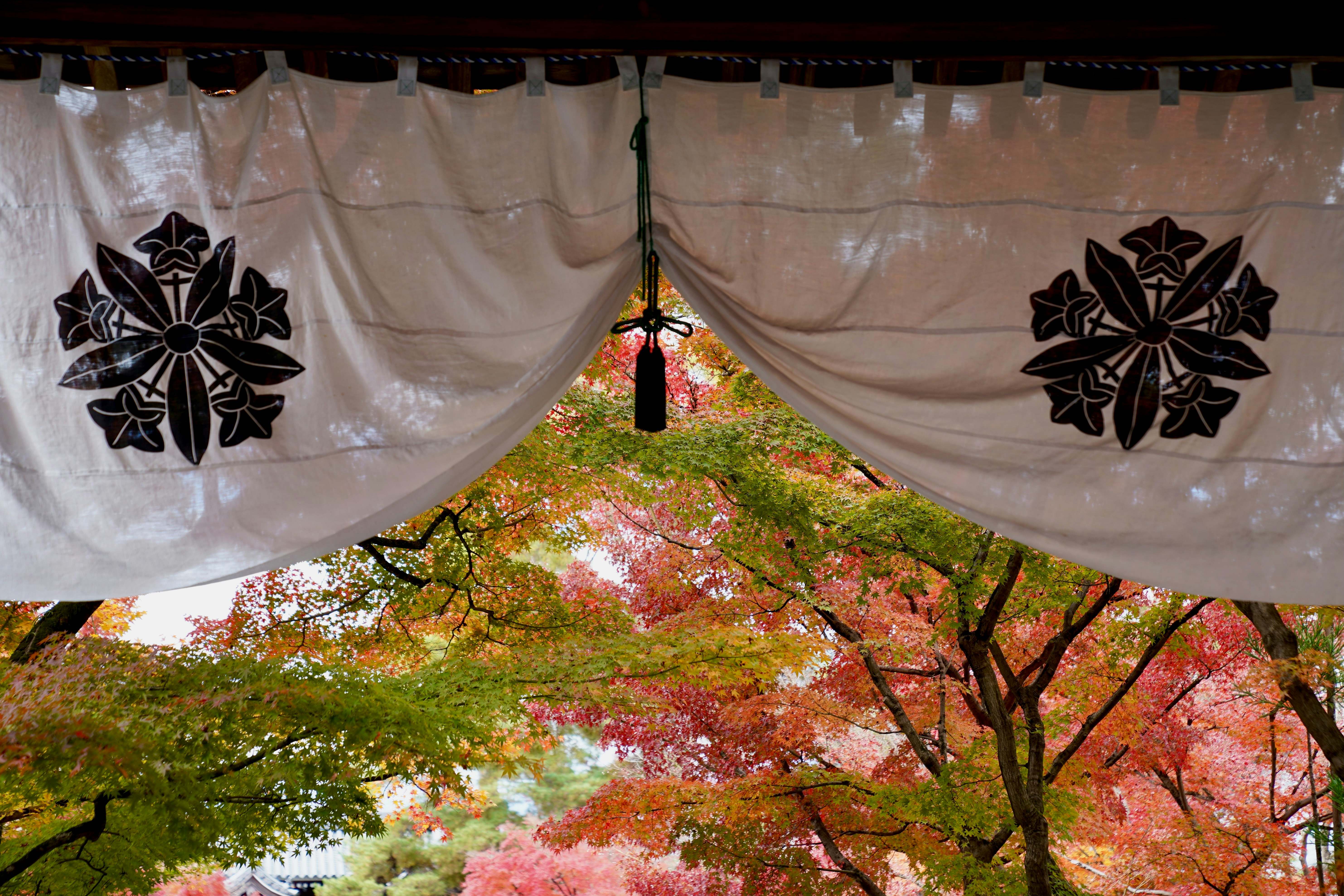Autumn Shrine Veil: Maple Canopy Framing the Curtain