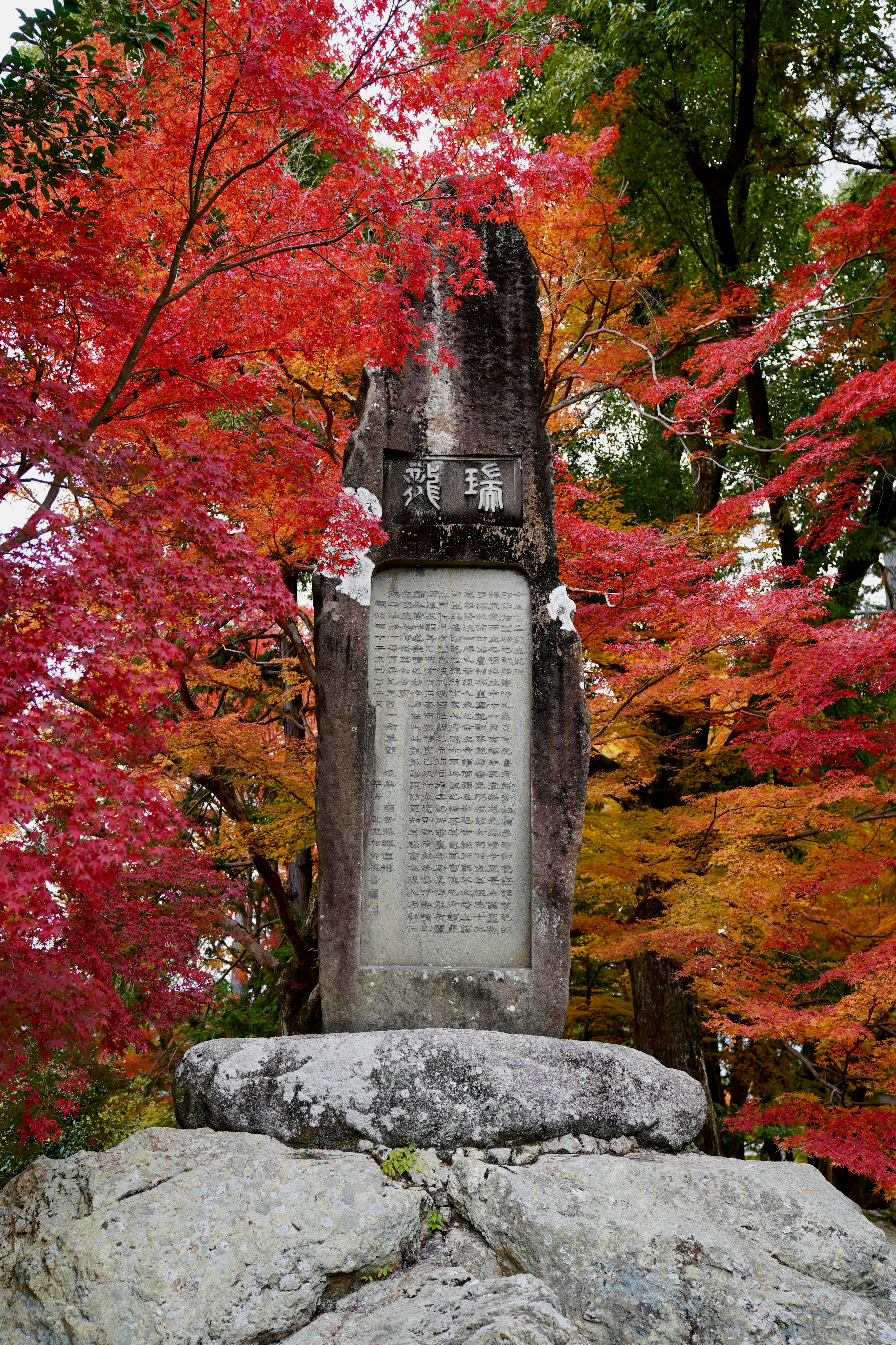 Autumn Sentinel: A Weathered Monument Framed by Crimson Maple