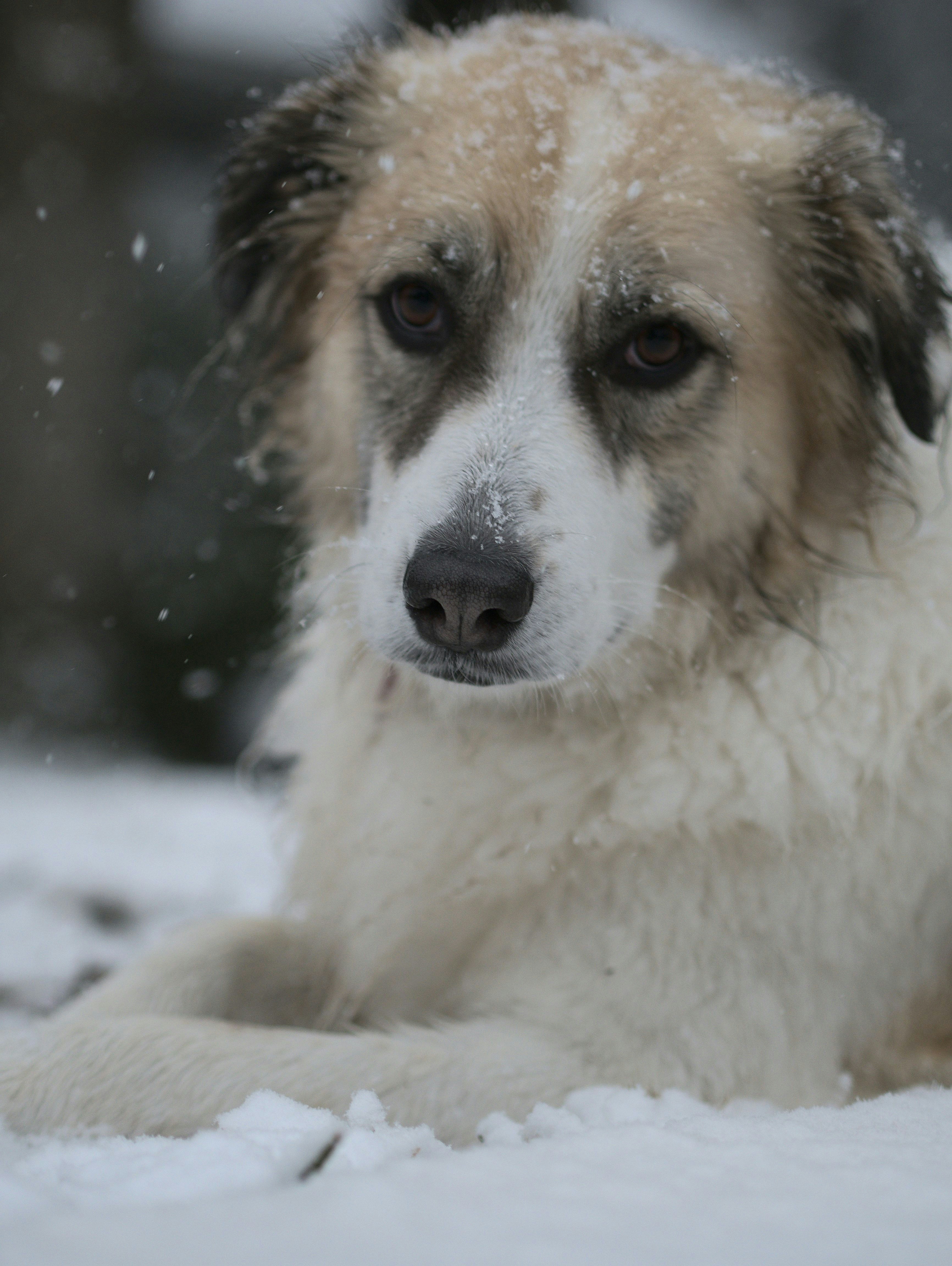 Snow-kissed Gaze: A Winter Portrait of a Patient Hound