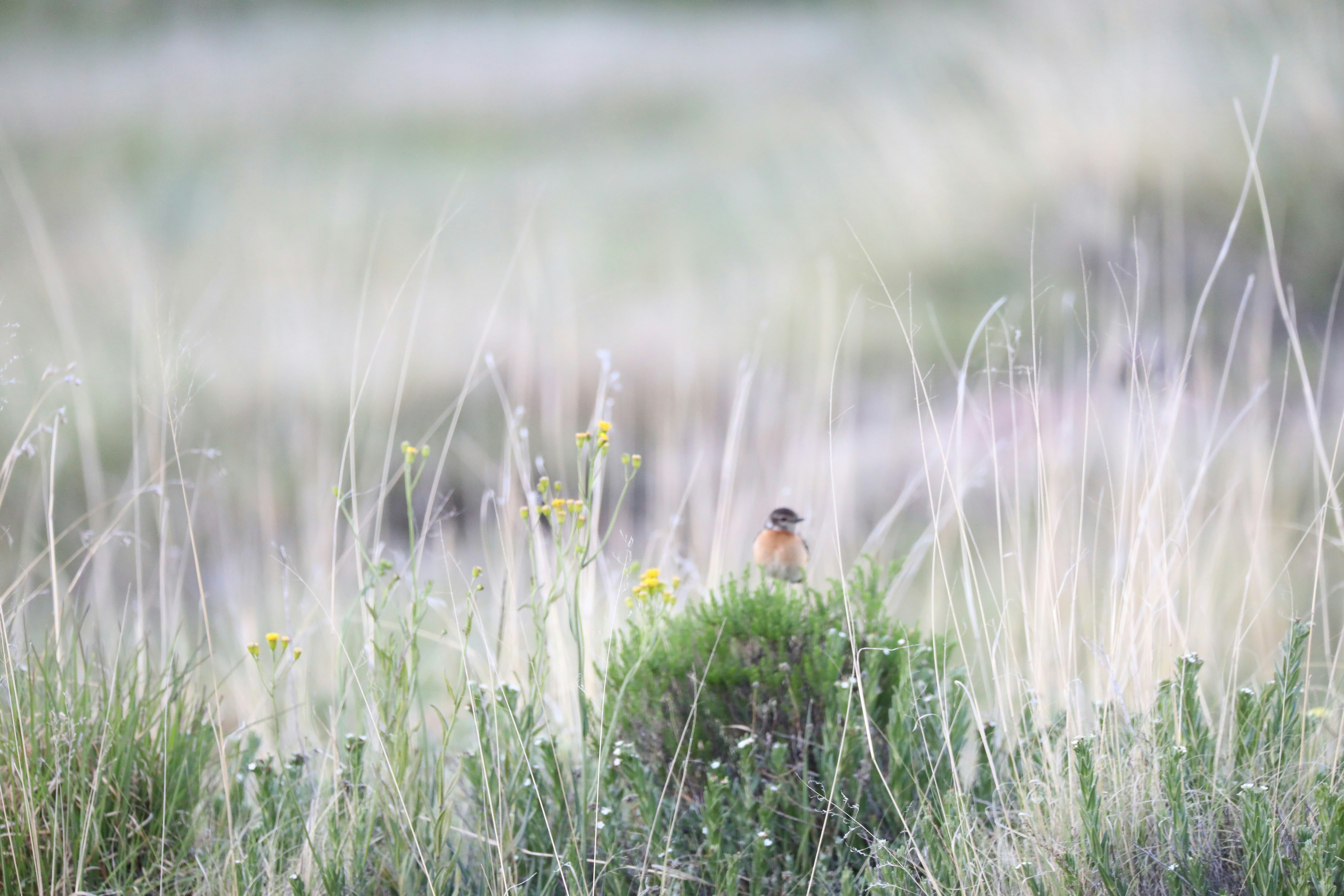 Hidden Songbird in Winter Grass