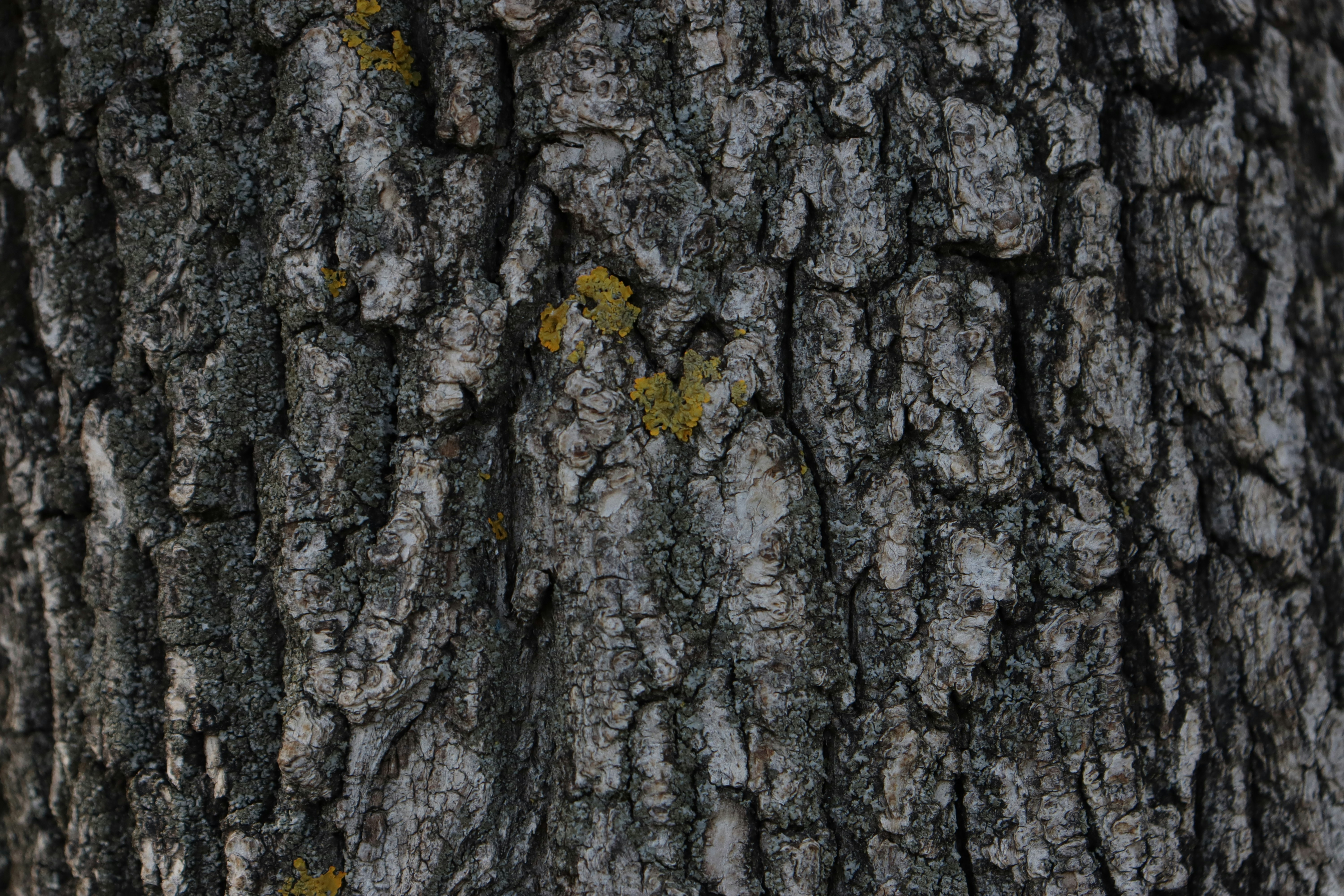 A close up of the bark of a tree photo – Free Forest Image on Unsplash
