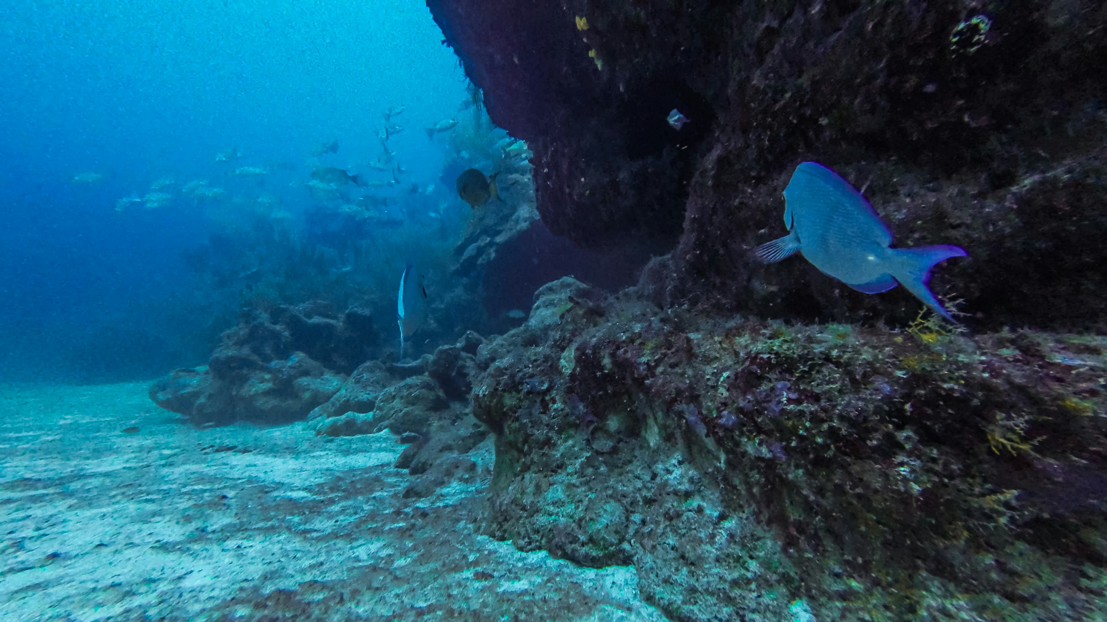 A blue fish swimming on a sandy ocean floor photo – Free México Image ...