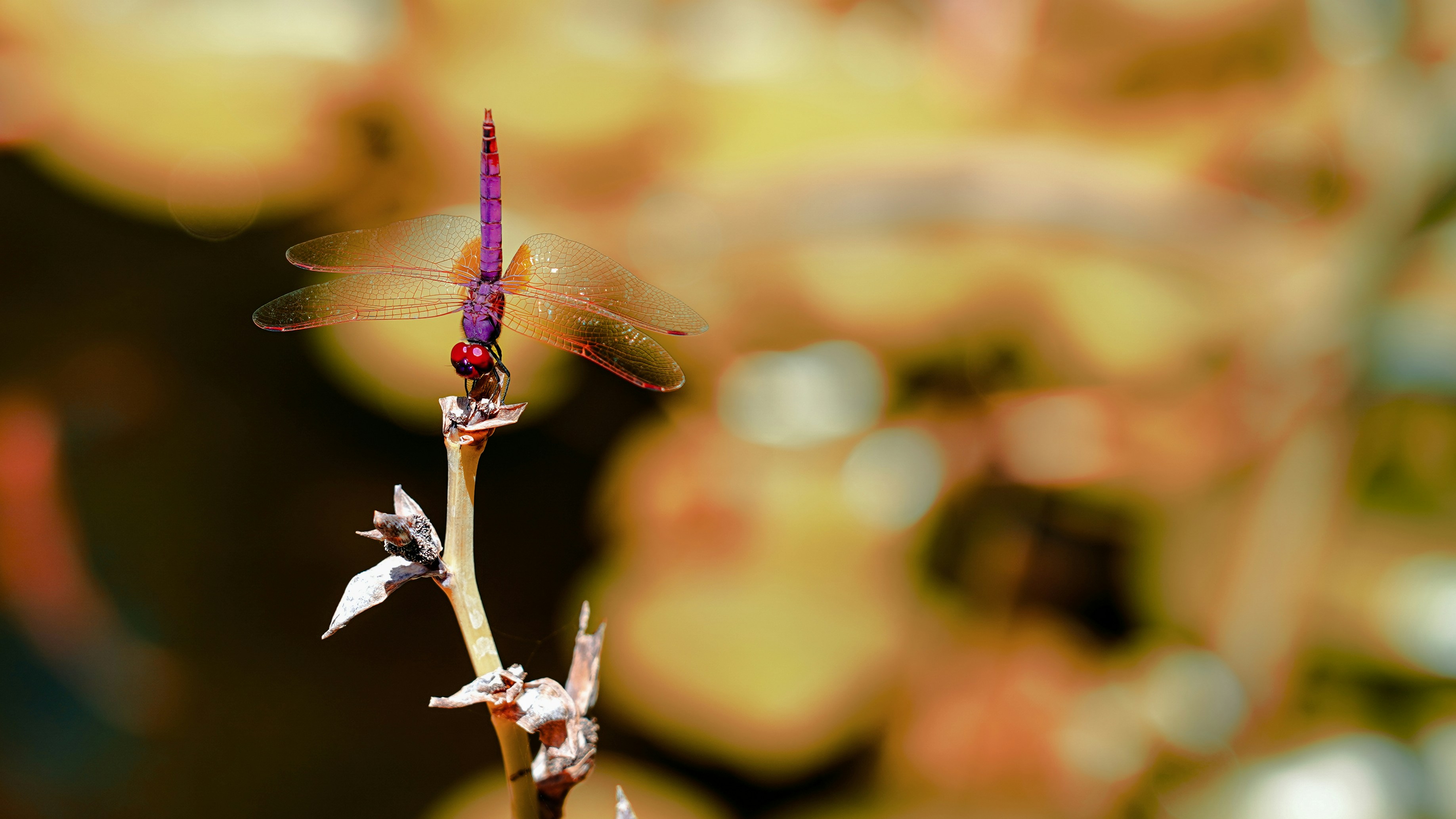 A stunning macro photograph of a vibrant purple dragonfly perched delicately on a twig, with its transparent wings glistening against a golden blurred background. Perfect for showcasing the beauty of wildlife and close-up nature photography.