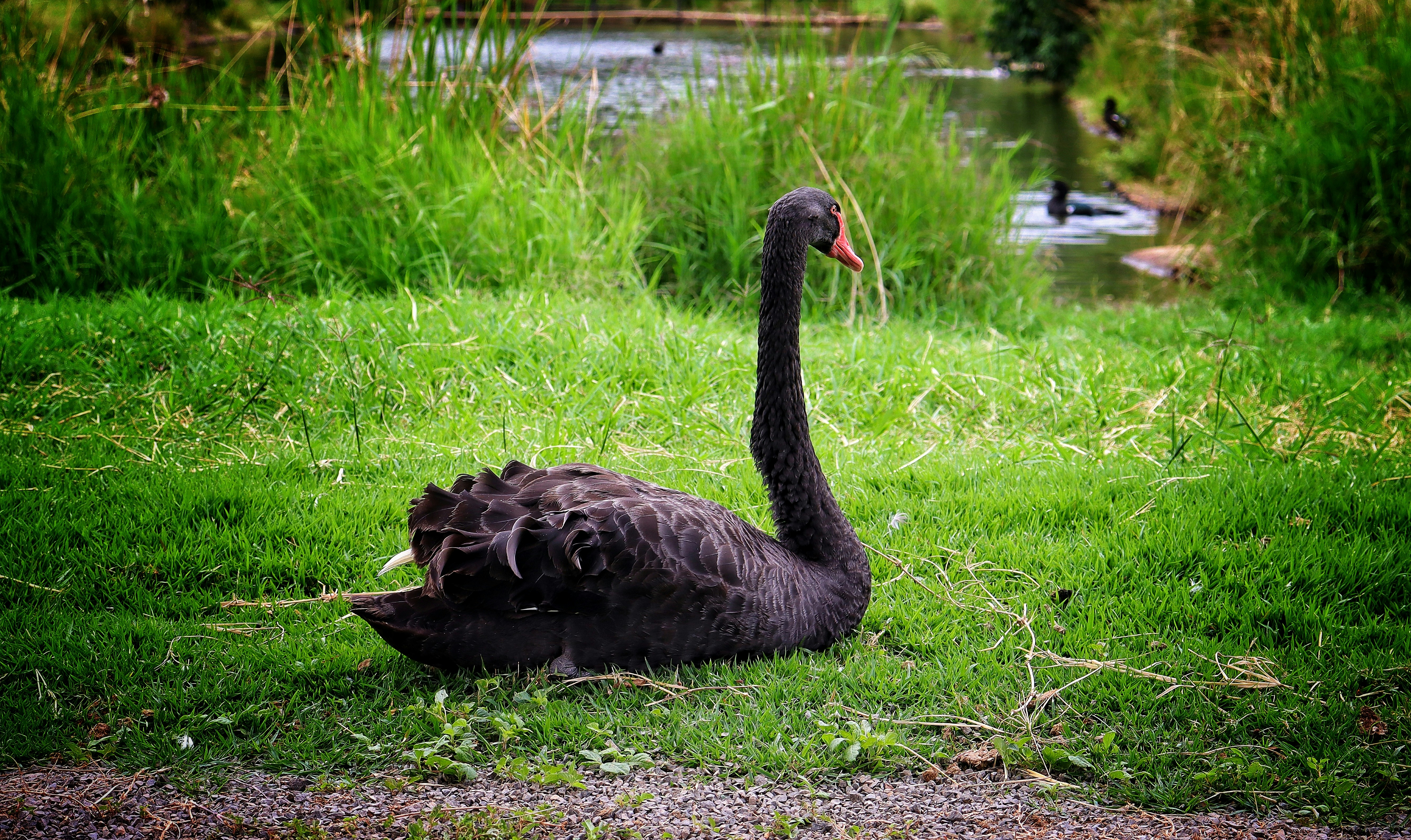 Black swan resting on a grassy bank by a tranquil pond.
