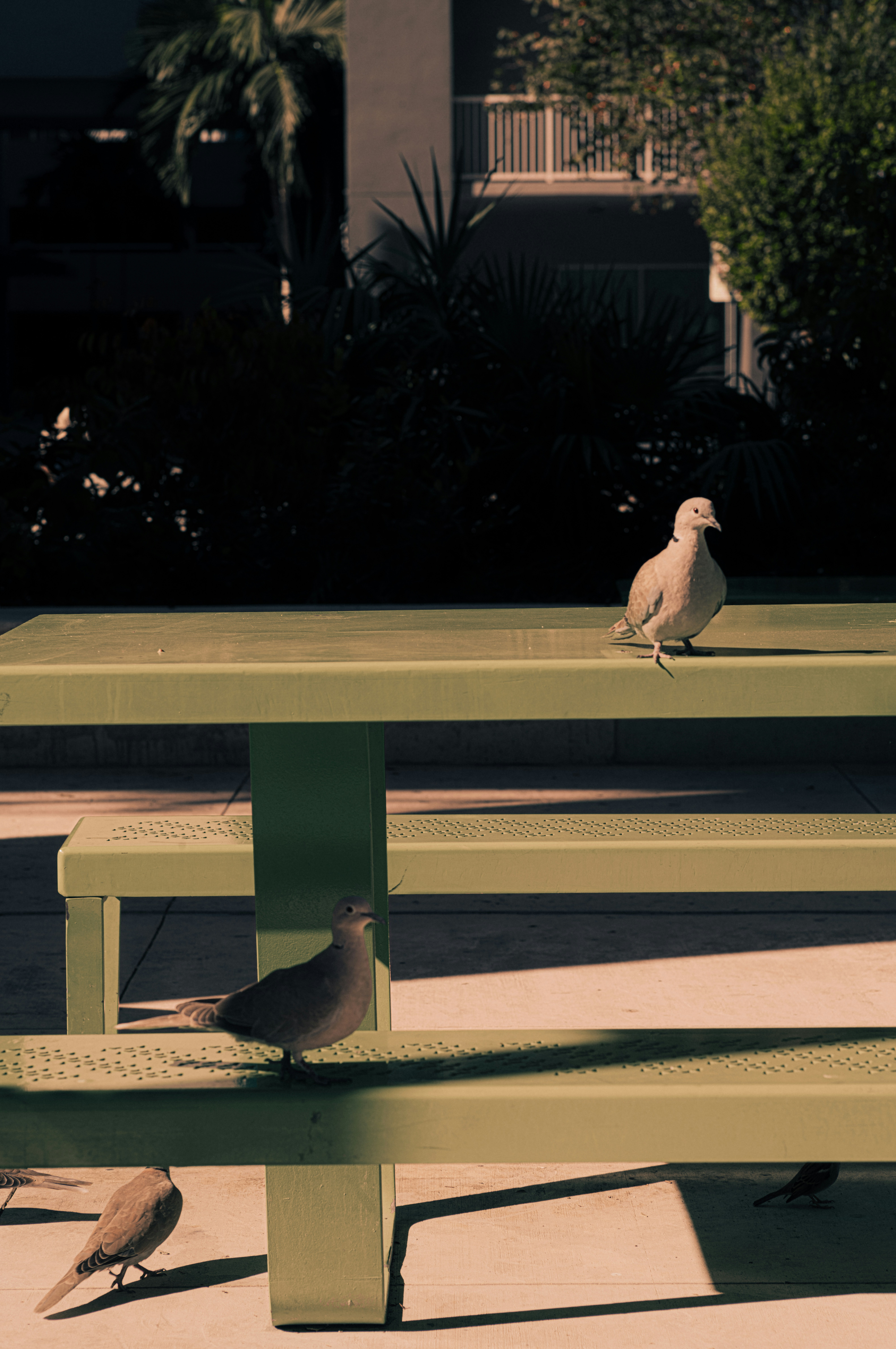 Photograph of a pale dove perched on a mint-green bench with a second bird on the lower step, set against a shadowed, plant-filled background.