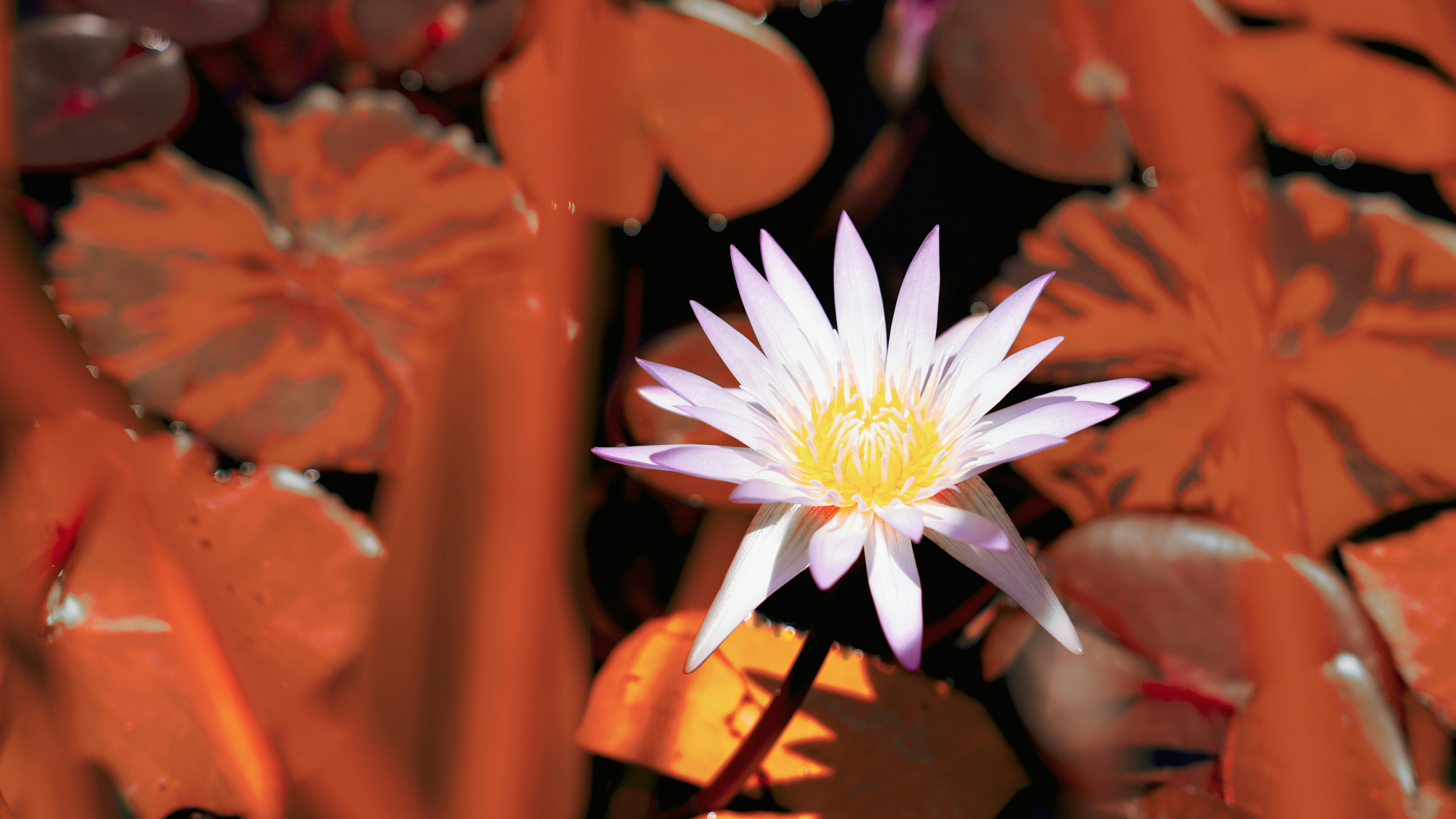 Centered Bloom: A Lone White Lotus Among Fiery Red Pads