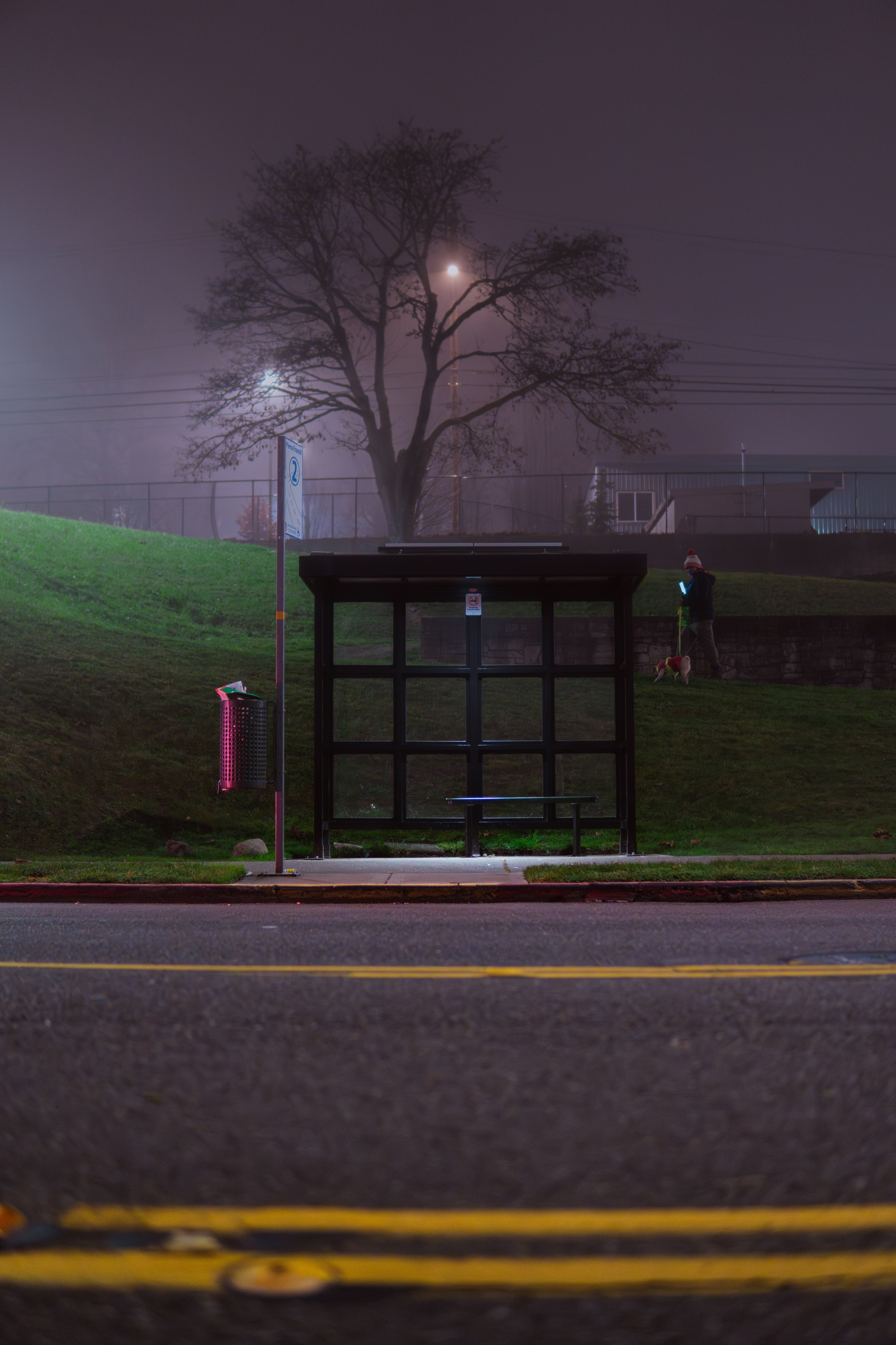 Fogbound Bus Shelter Beneath a Sentinel Tree