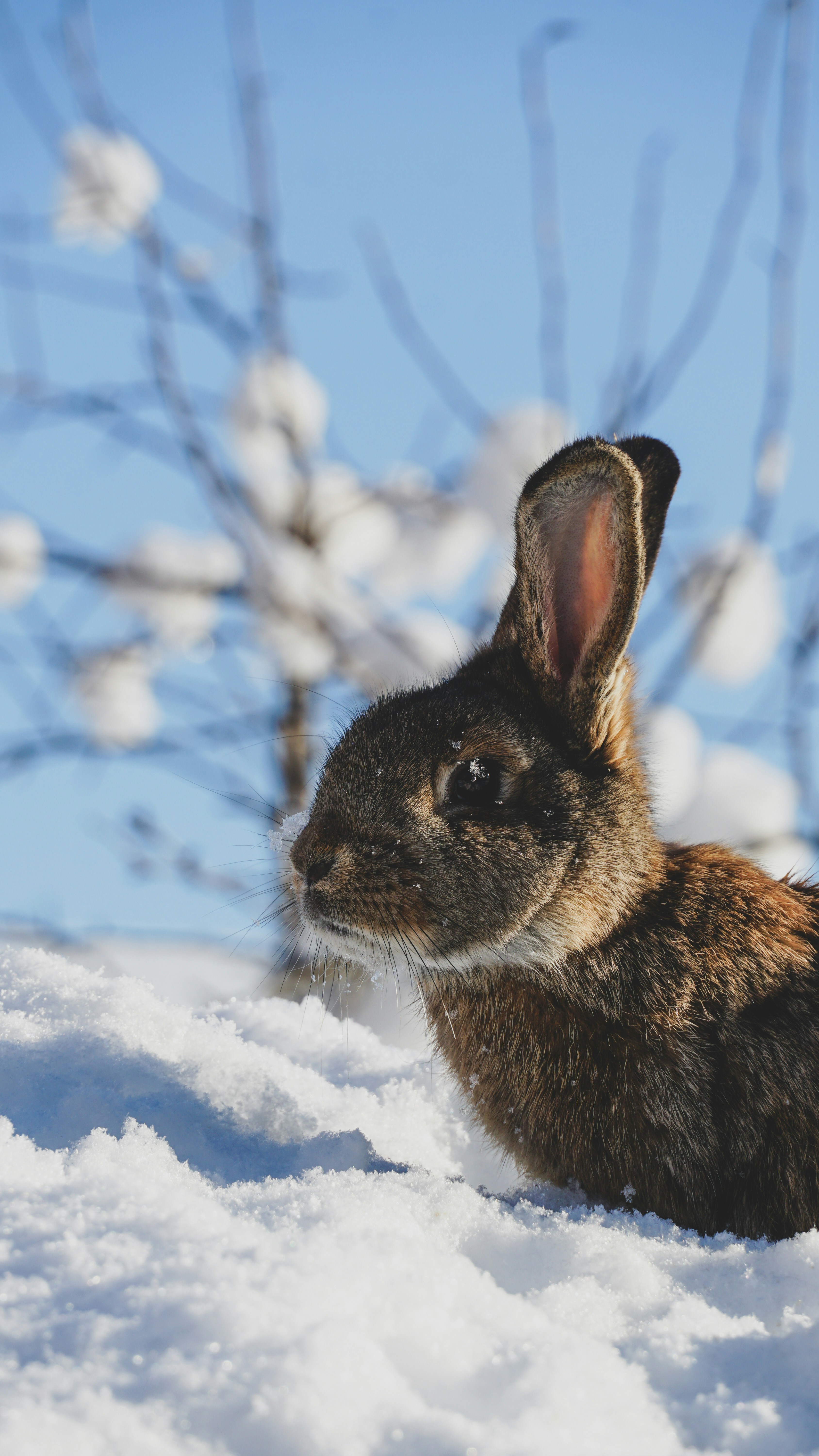 Winter Light on a Curious Hare: A Close-Up in Fresh Snow