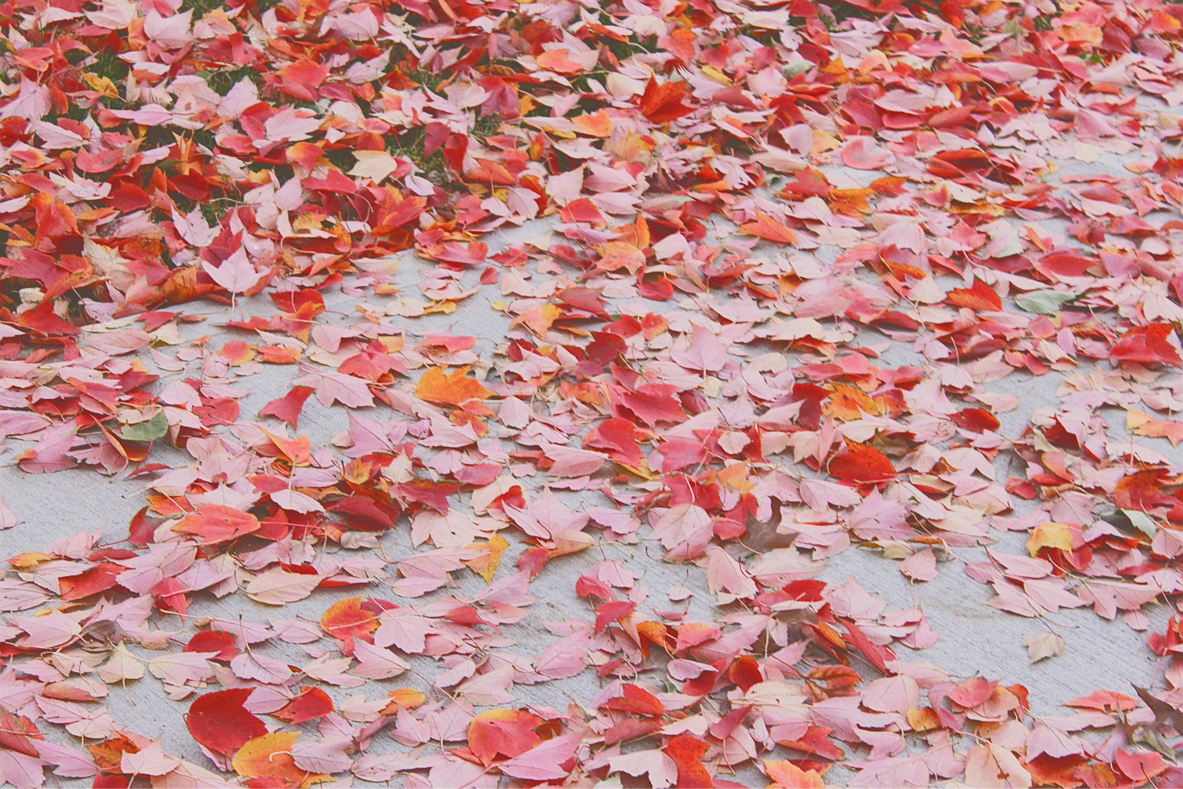 Autumn Carpet: A Dawn of Scarlet Leaves Across Pebble Ground