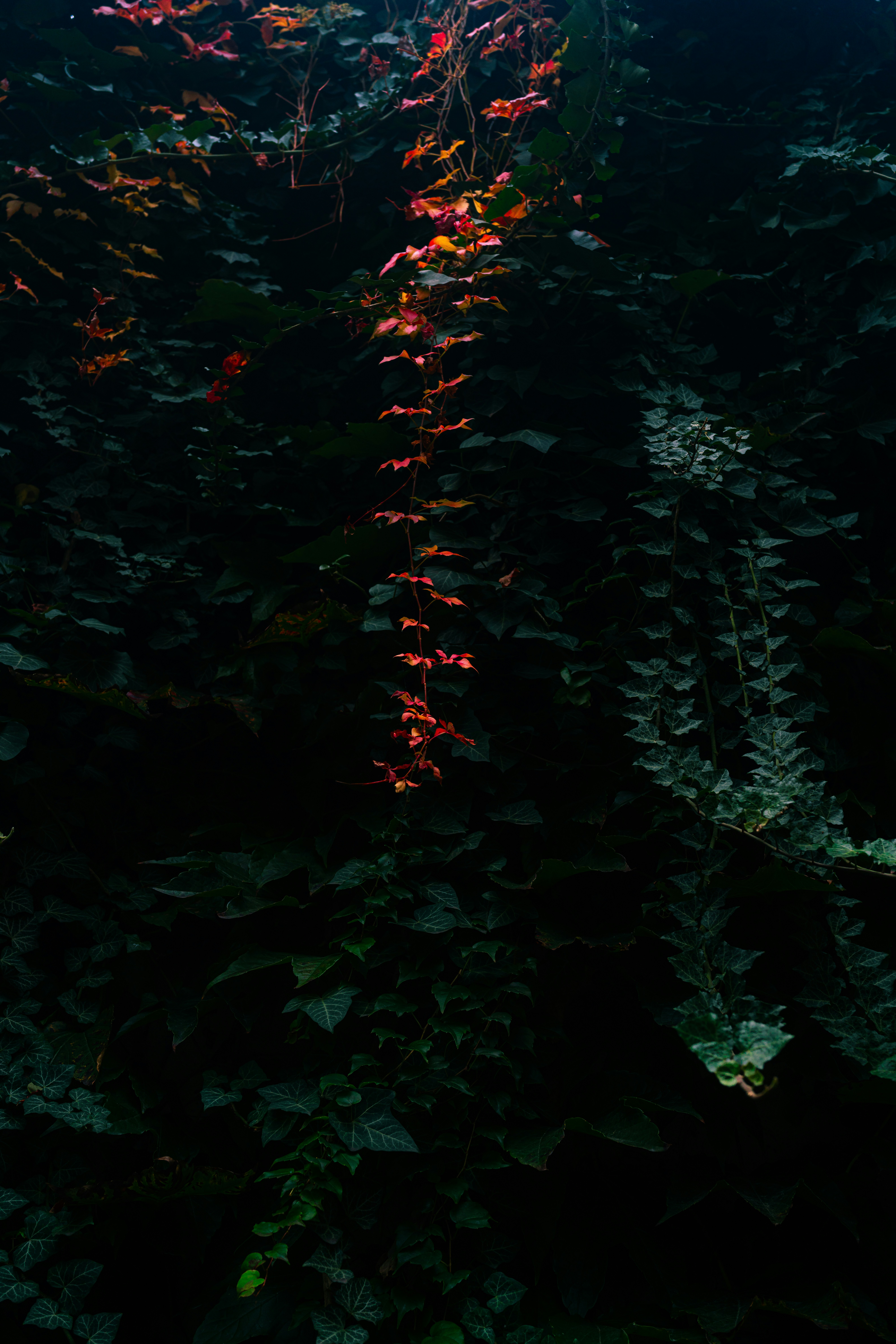 Crimson Vines in Twilight