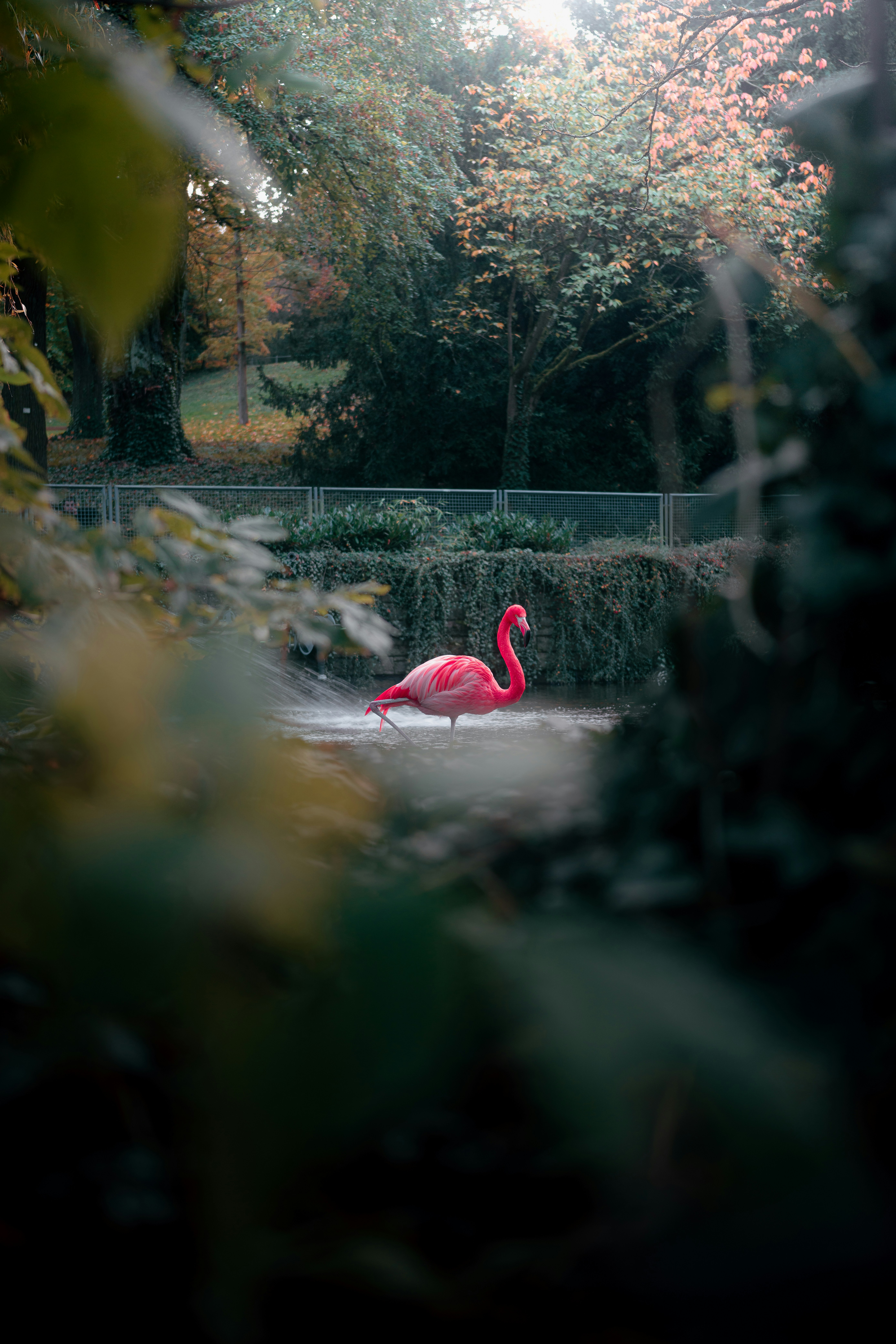 A photograph of a pink flamingo standing on a calm pond, framed by blurred foreground leaves, with a park fence and autumn trees in the background.