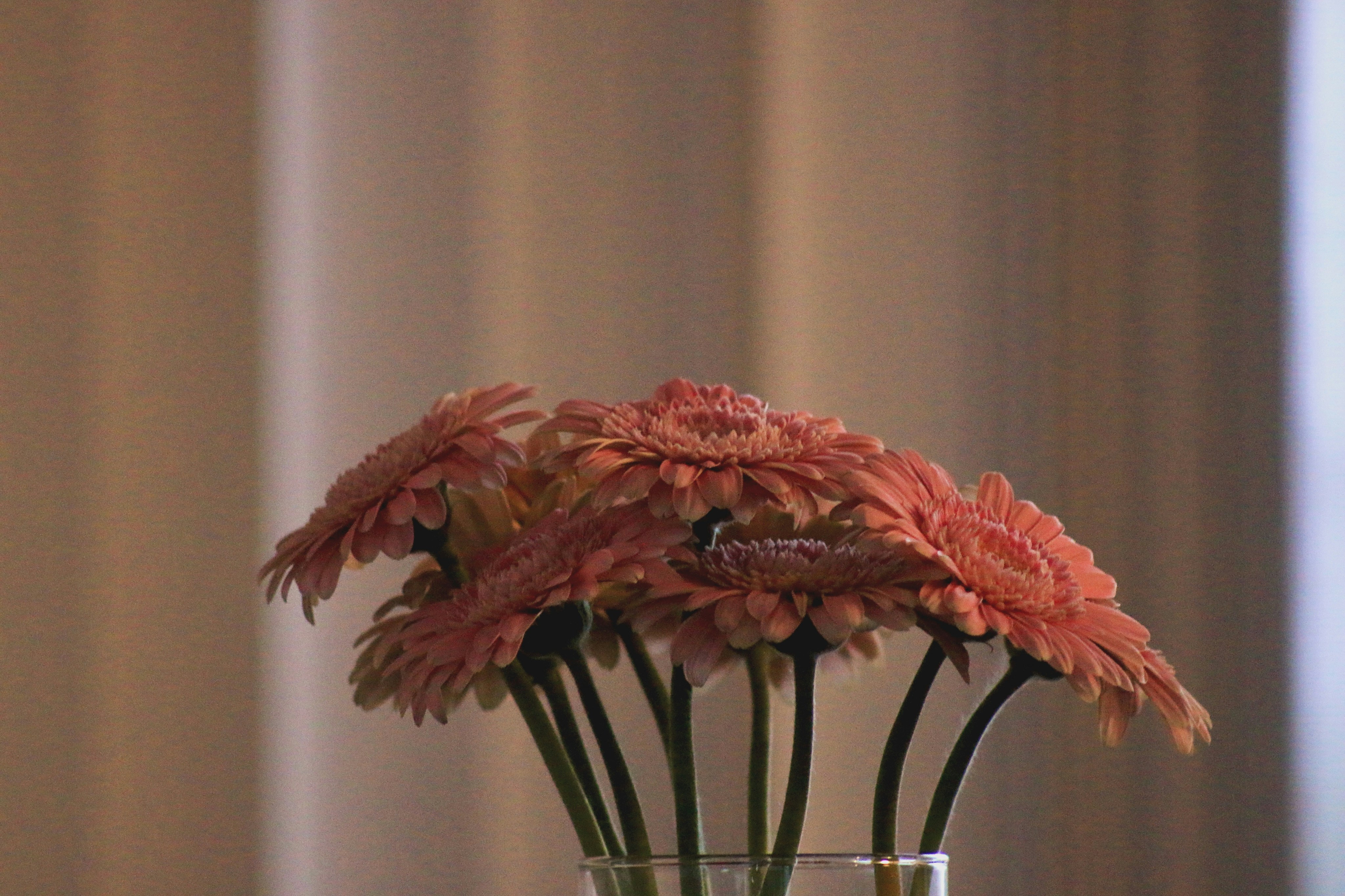 Pastel Gerberas in Quiet Light: A Vase of Pink Florals