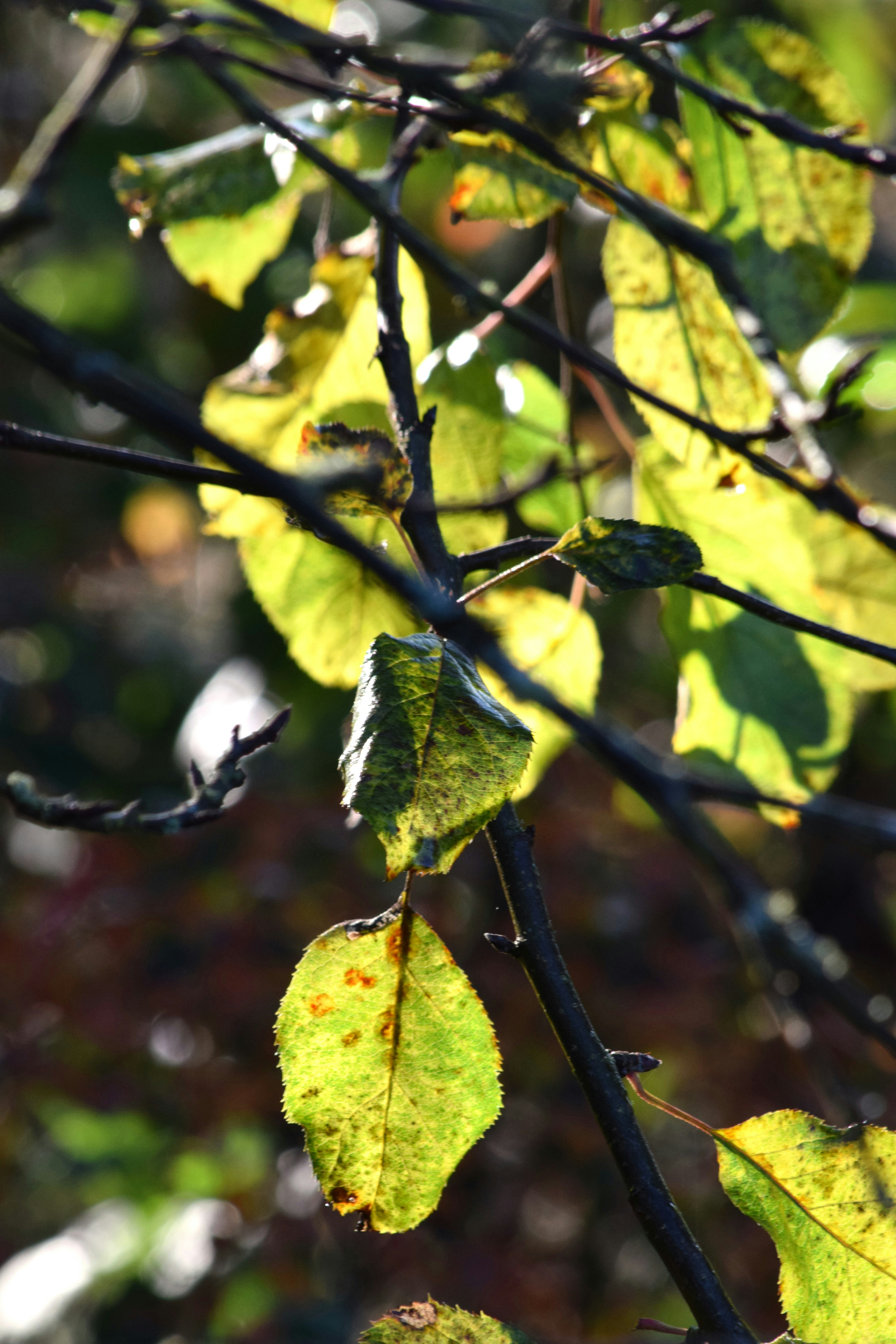 Photo by fr0ggy5 with Nikon D3300