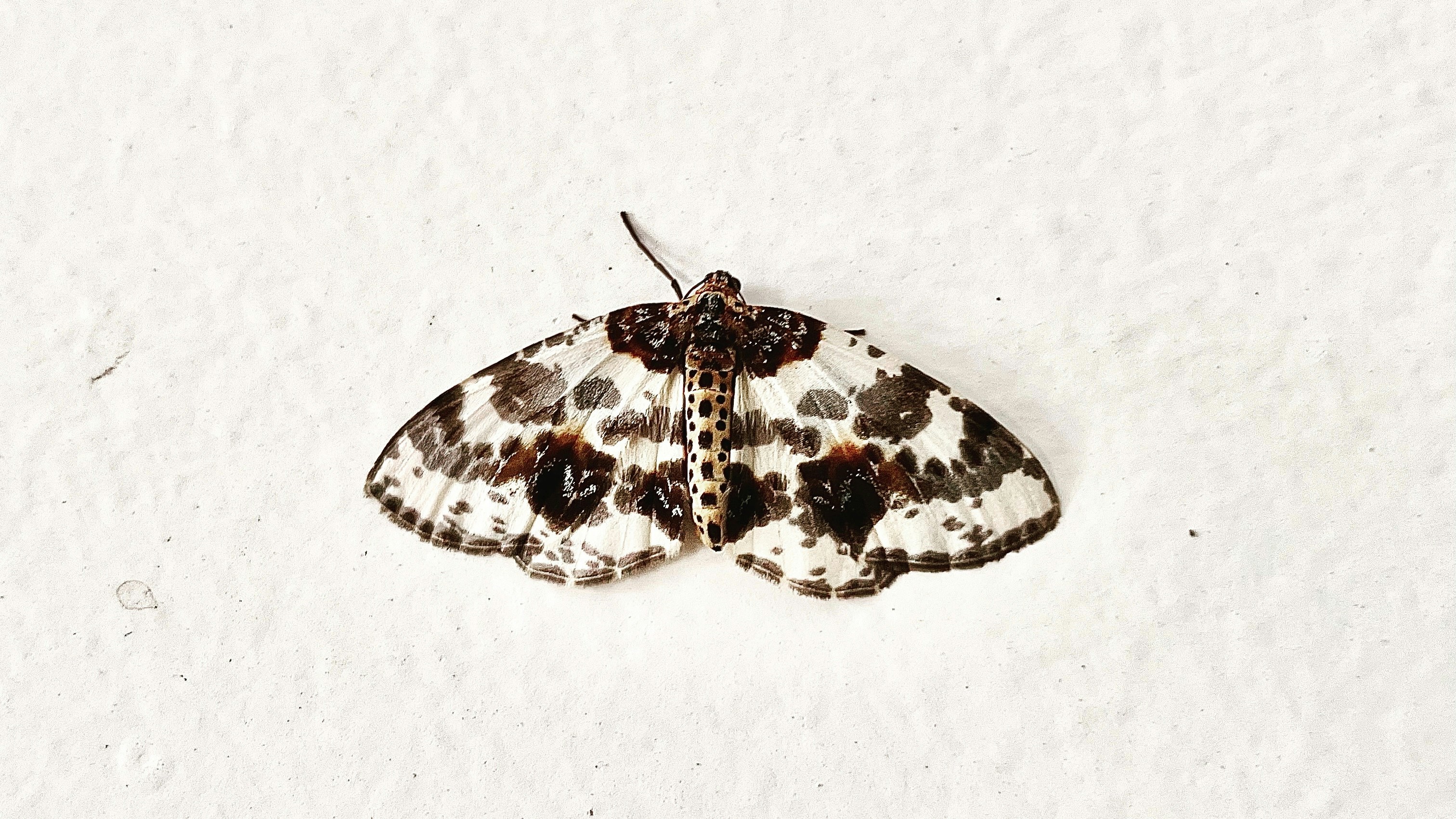 Mottled Grounded Moth Adrift on a Plaster Wall