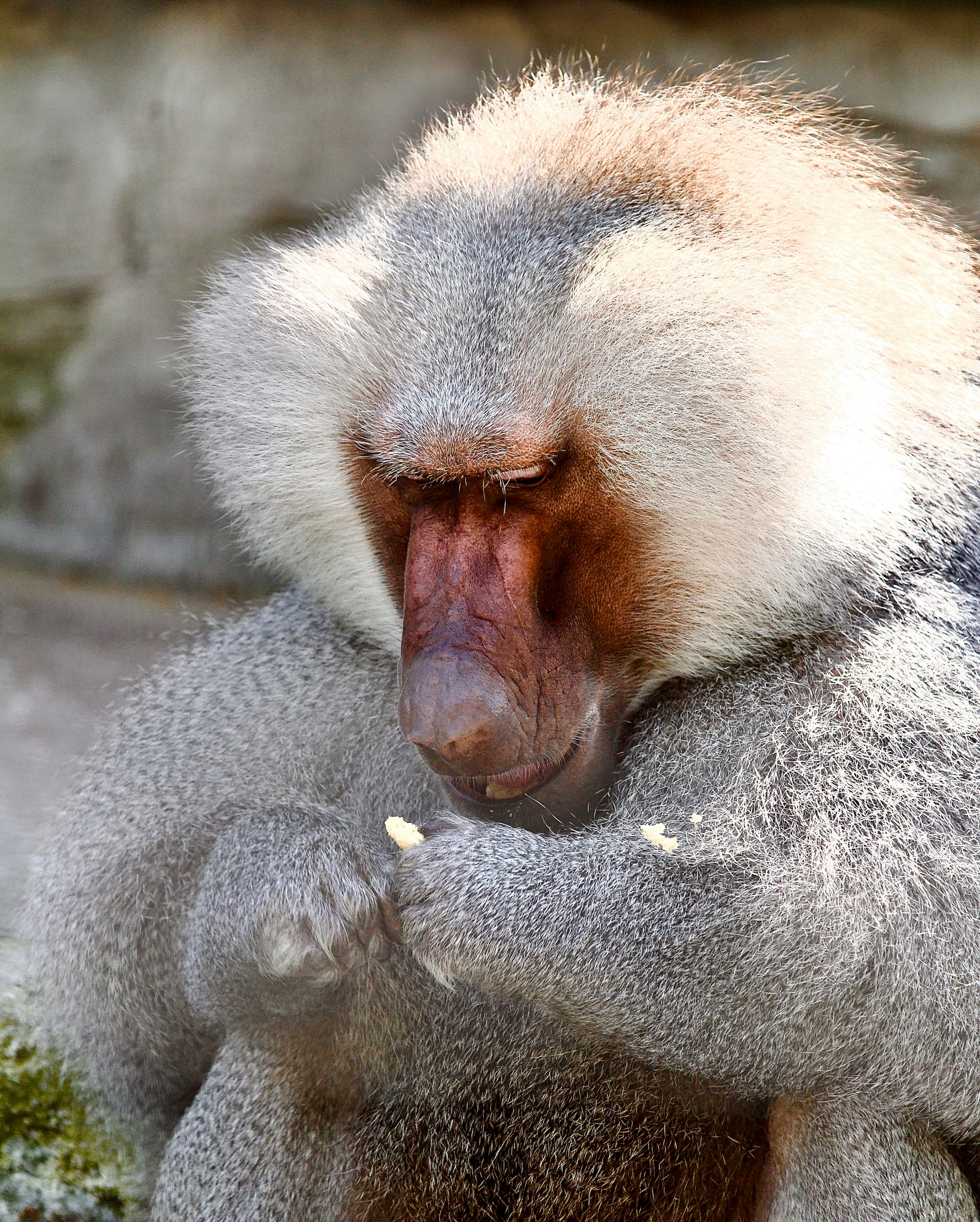 Midday pause: a woolly-faced primate savoring a snack