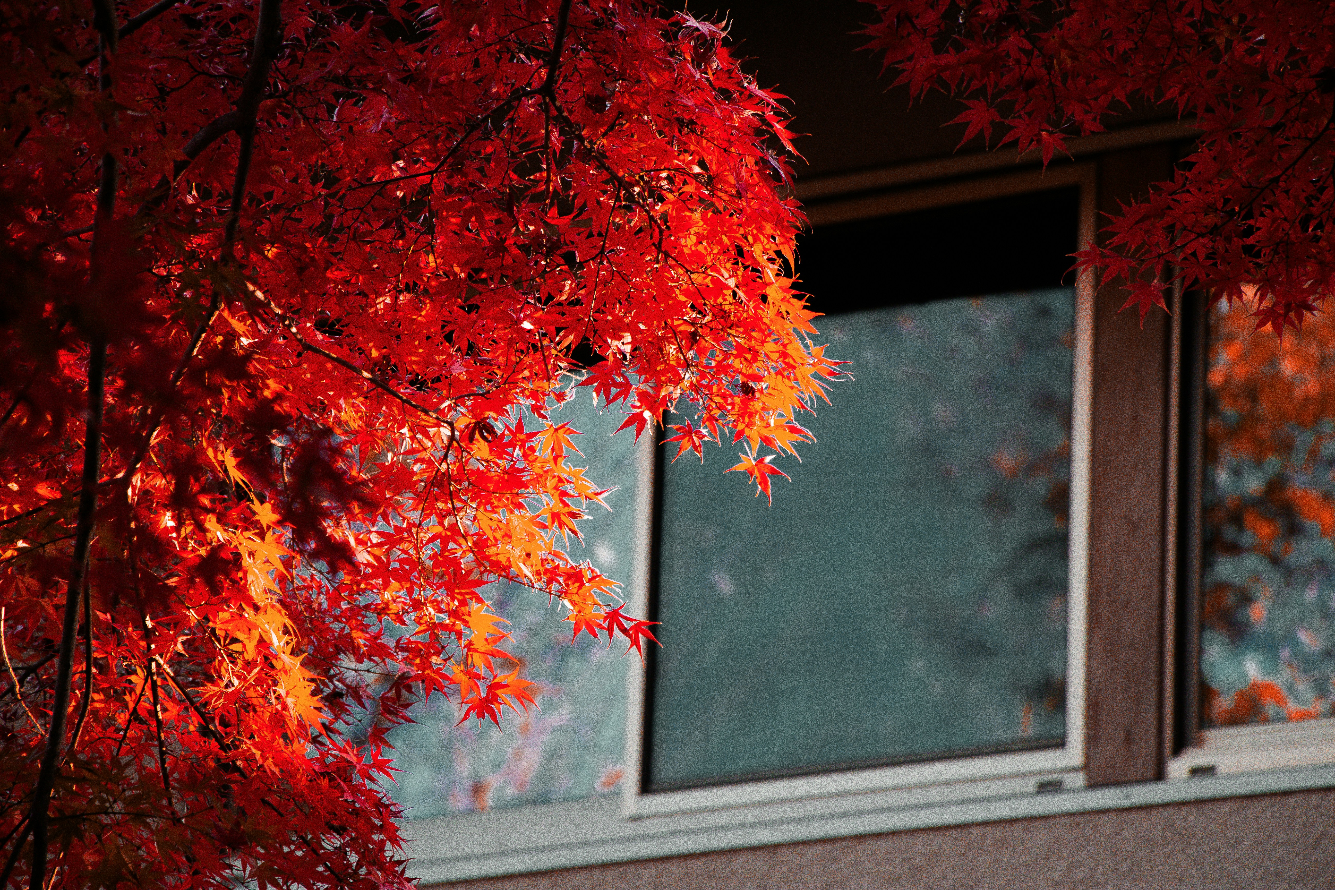A red tree outside of a building with a window photo – Free Autumn ...