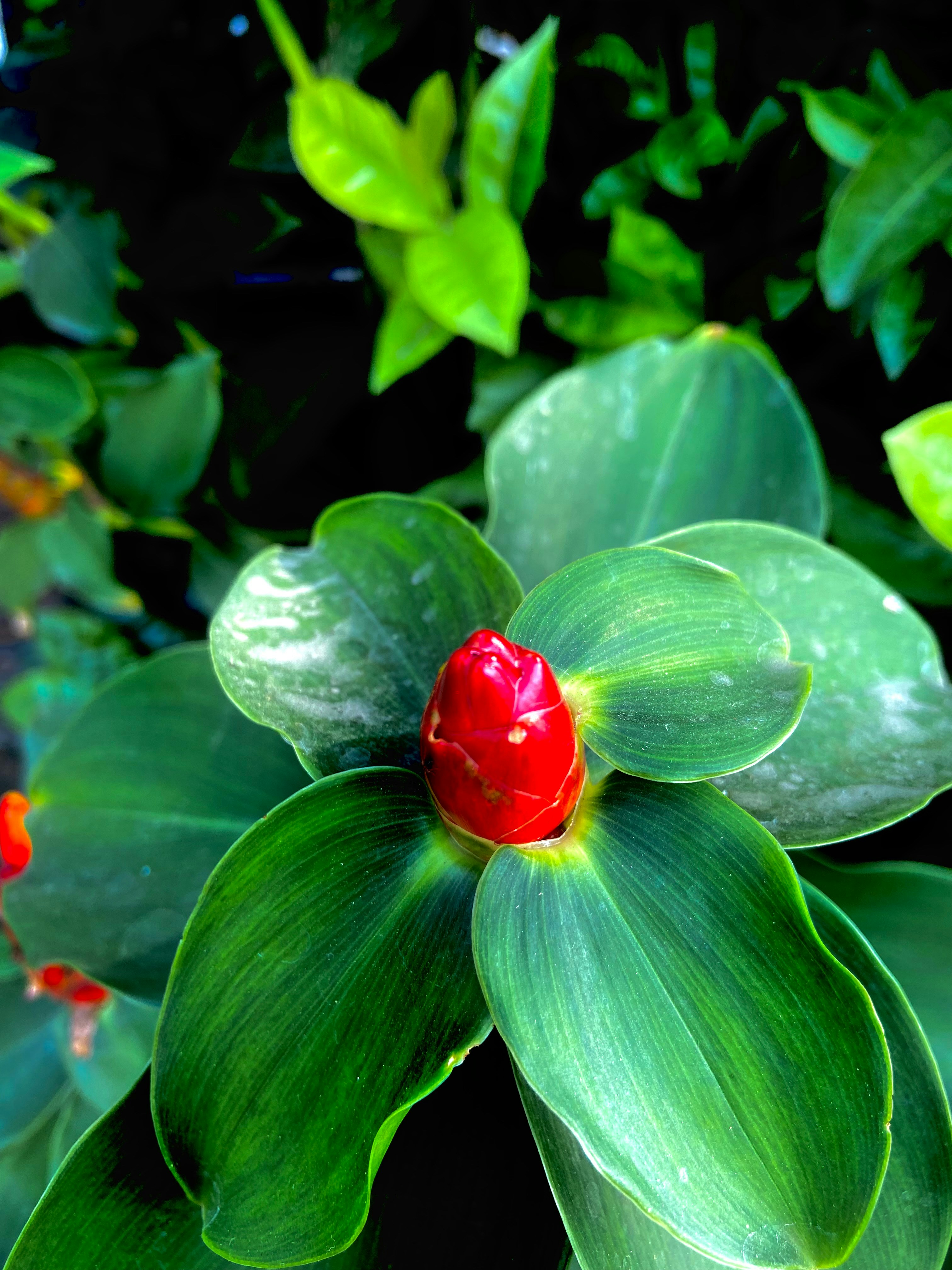 Crimson Bud Nestled in a Spiral of Glossy Tropical Leaves
