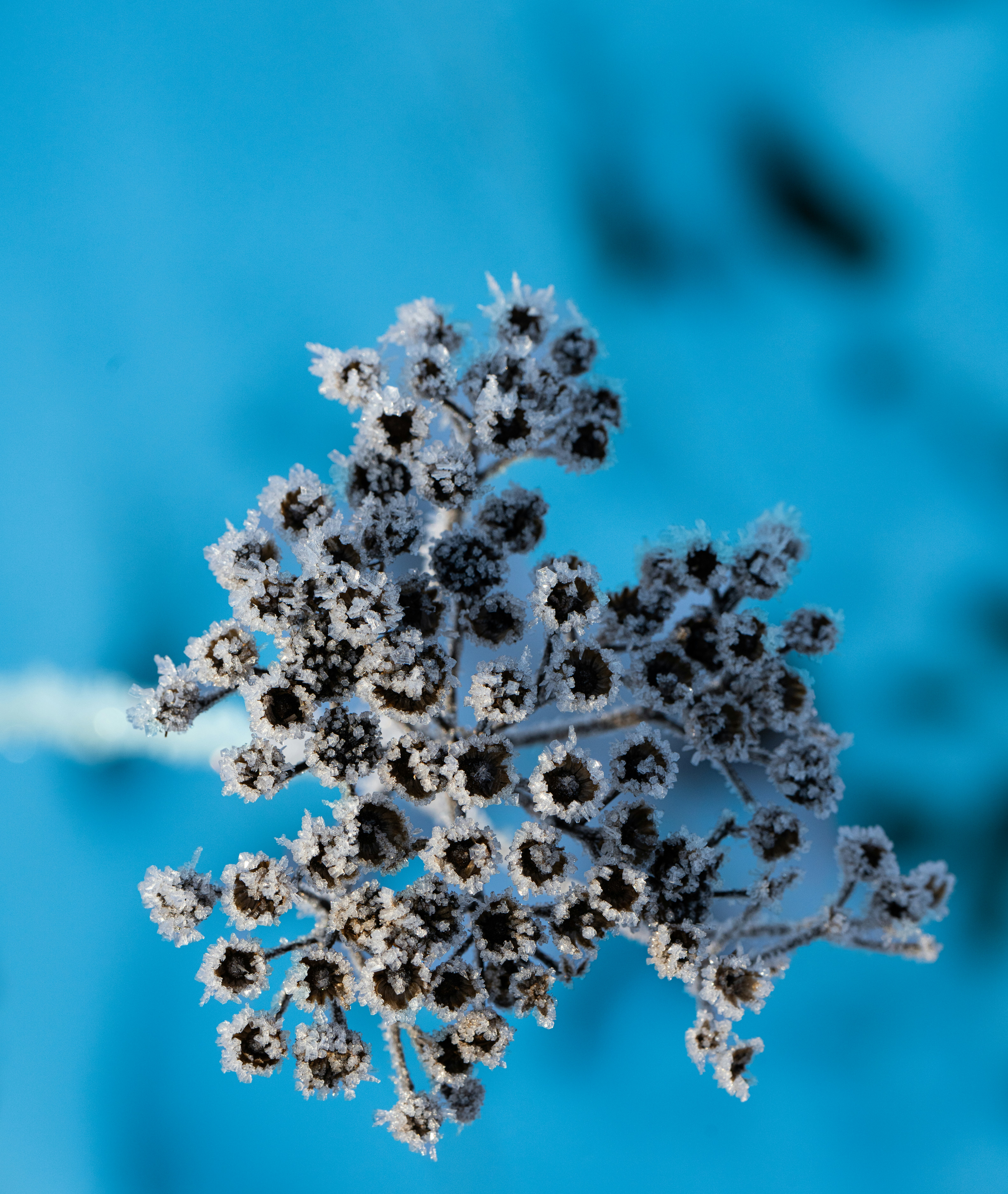 A close up of a snowflake on a blue background photo – Free Nature ...