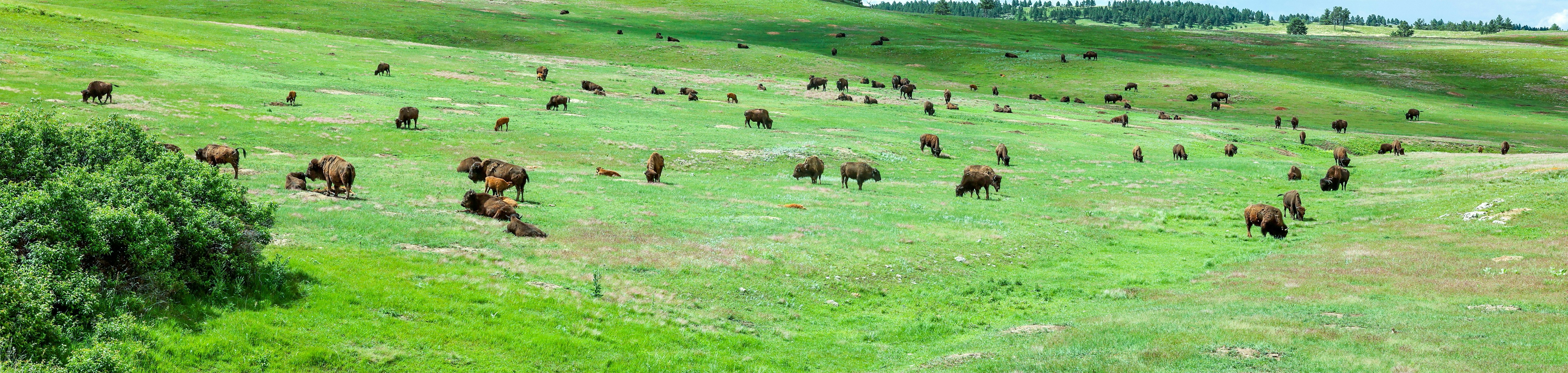 Verdant Mosaic: A Free-Grazing Herd Amid Rolling Hills
