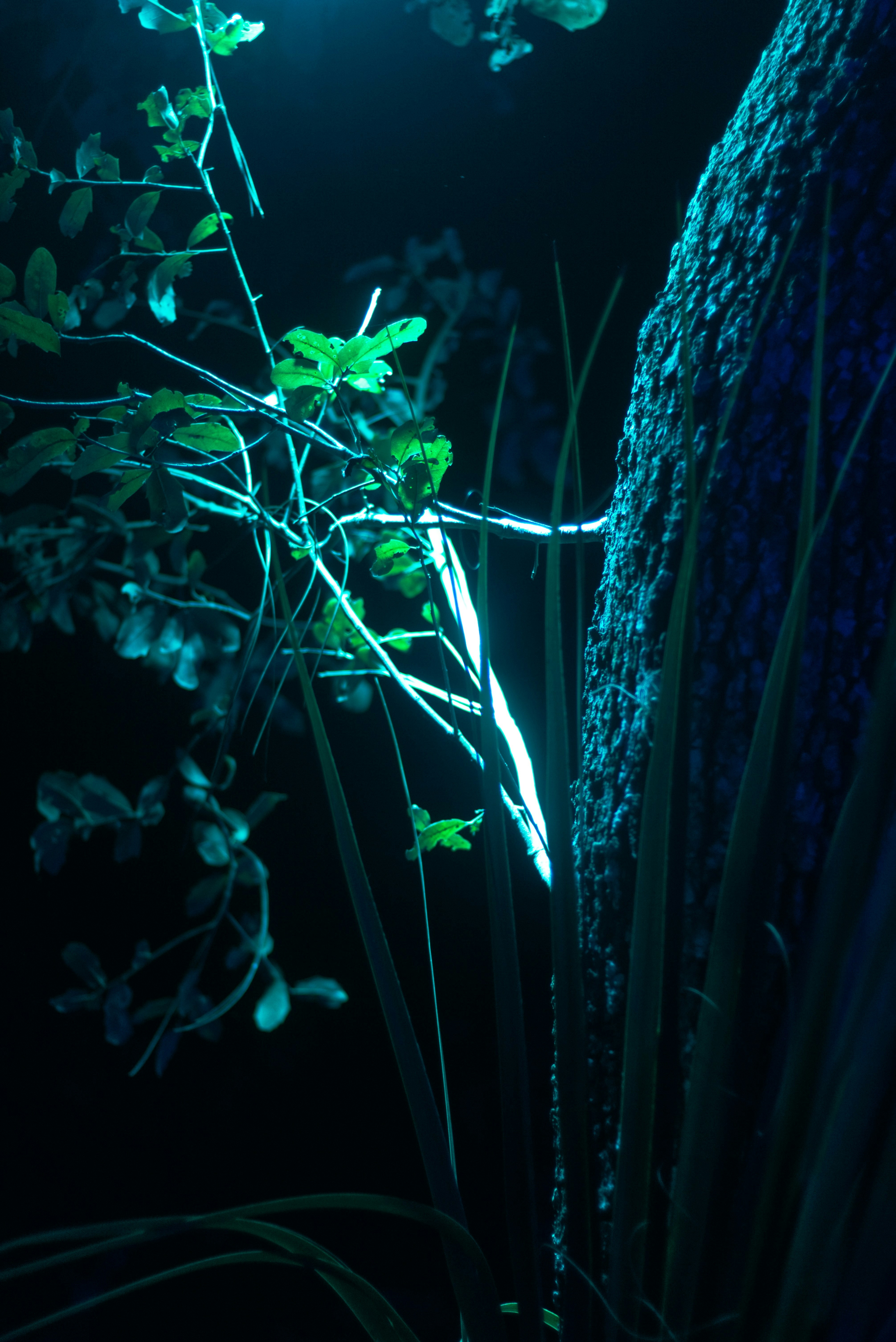 Illuminated leaves and branches against a textured tree trunk in a nighttime setting.