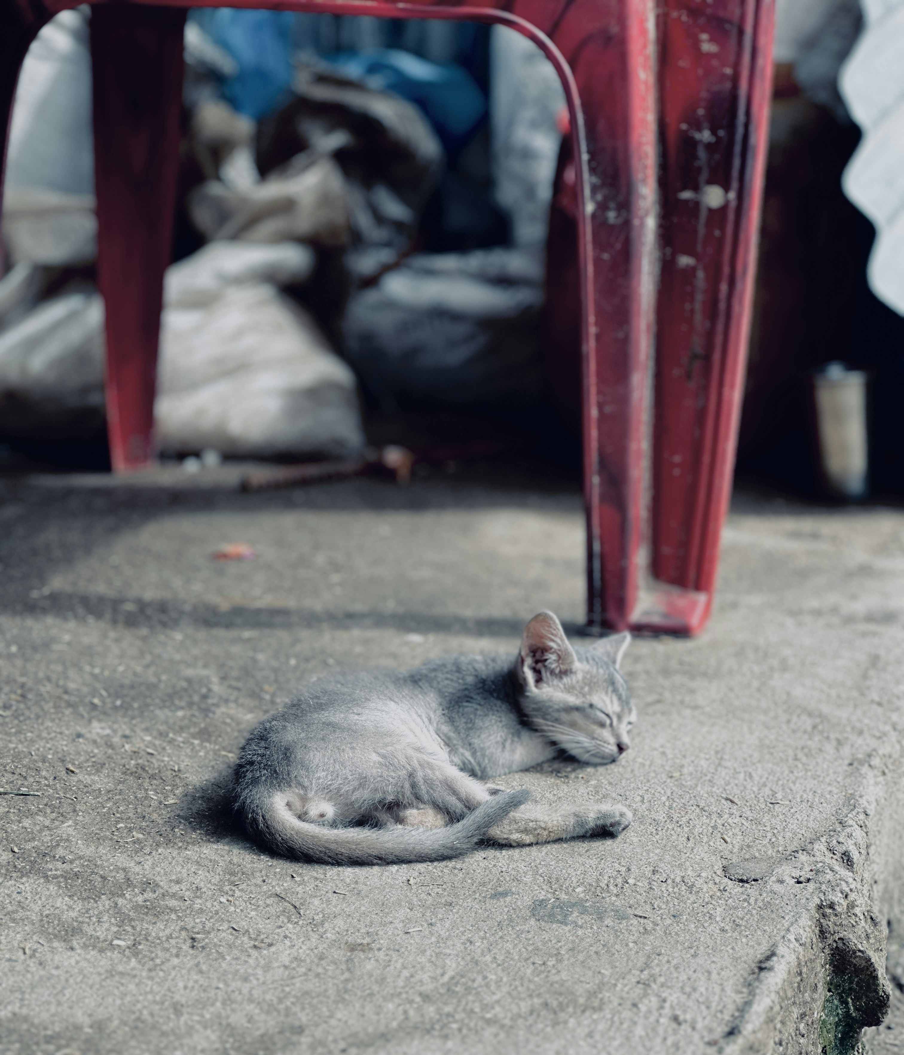Soft Slumber Under Red Furniture: A Street Cat’s Quiet Moment