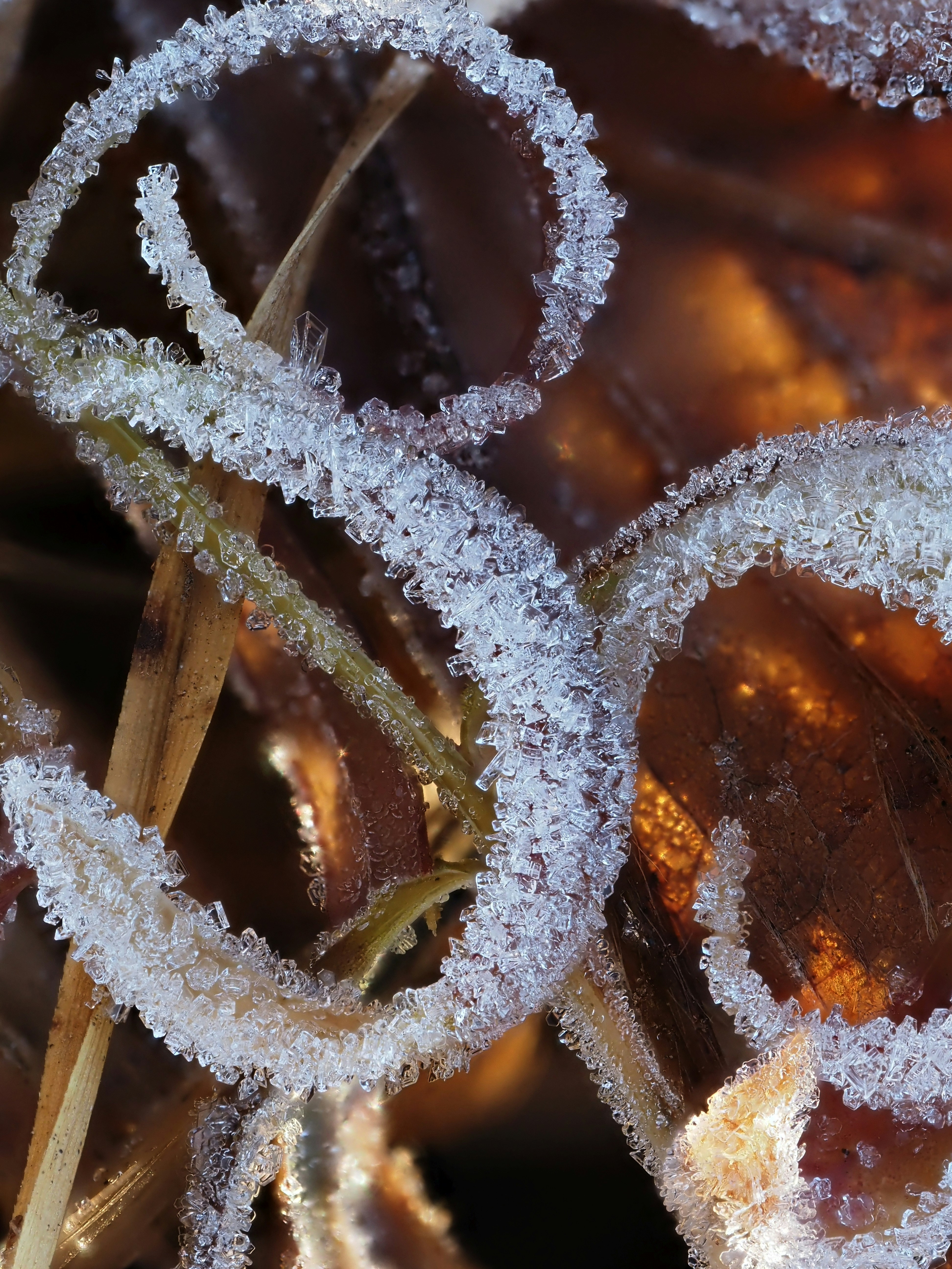 A close up of a bunch of frozen flowers photo – Free Orenburg Image on ...