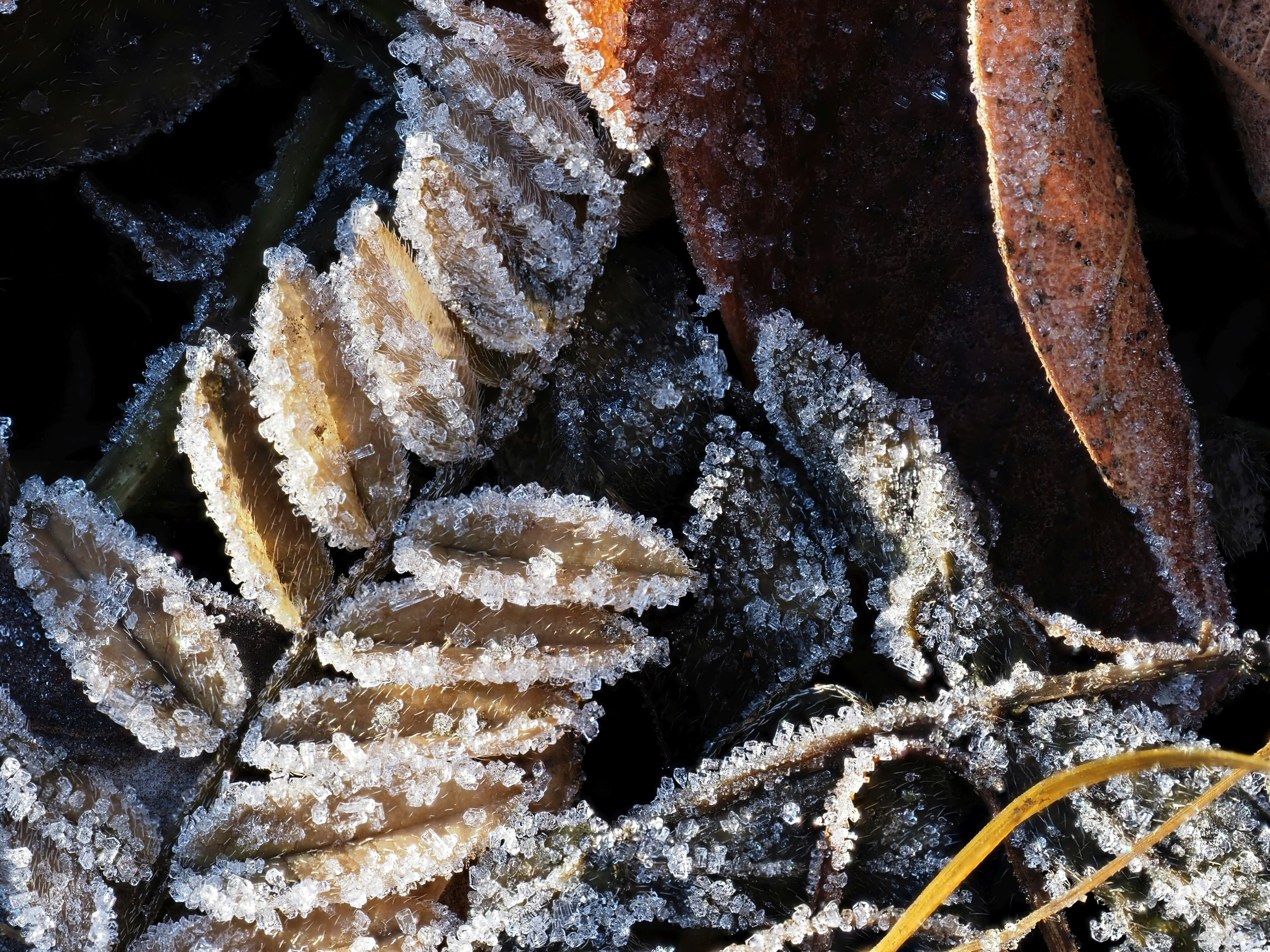 A close up of a bunch of plants covered in snow photo – Free Orenburg ...