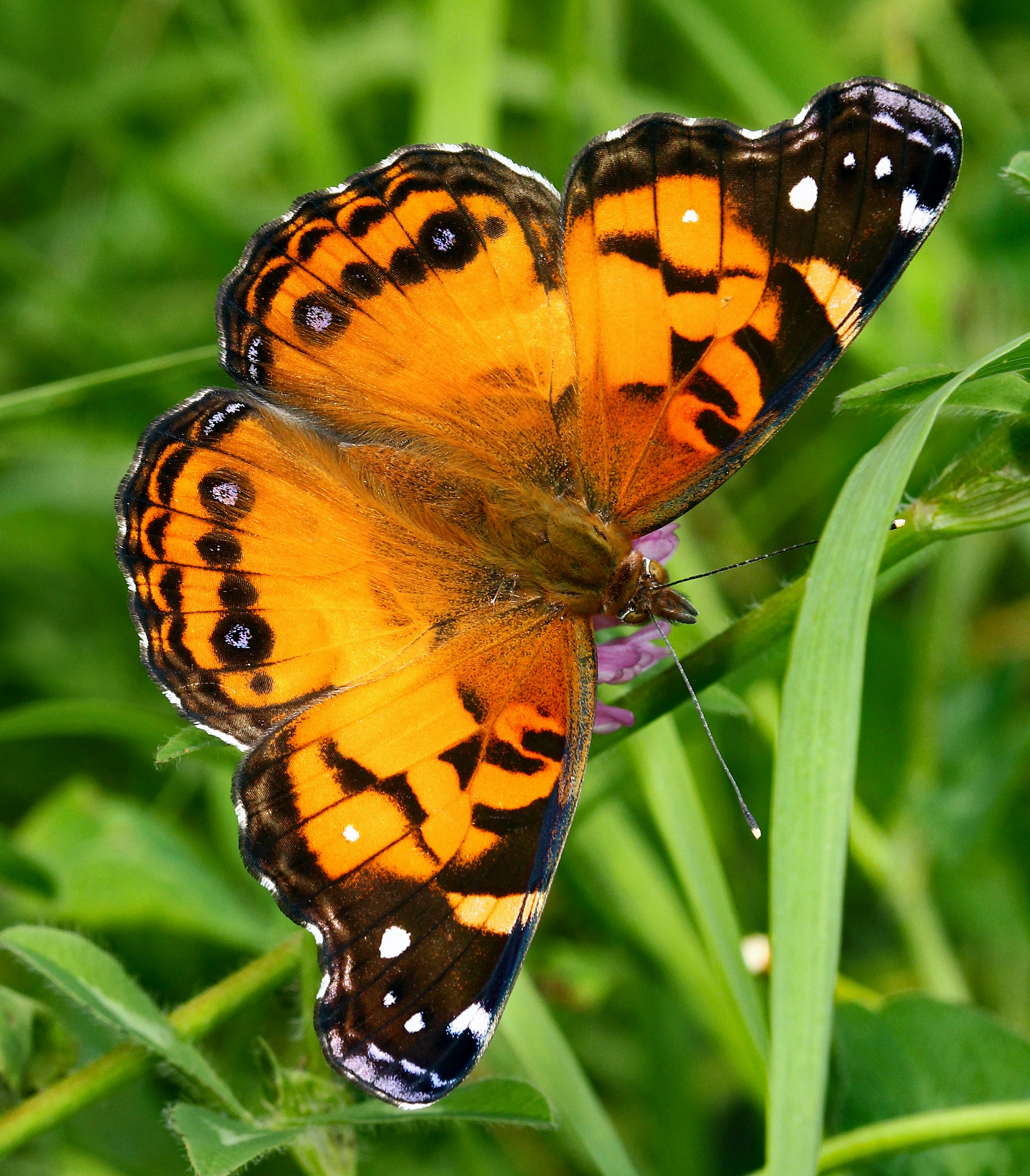 American lady (Vanessa virginiensis) Ice Age National Scientific Reserve Unit, Baraboo, WI, USA taken 6/25/2014, image no 649aaaa3