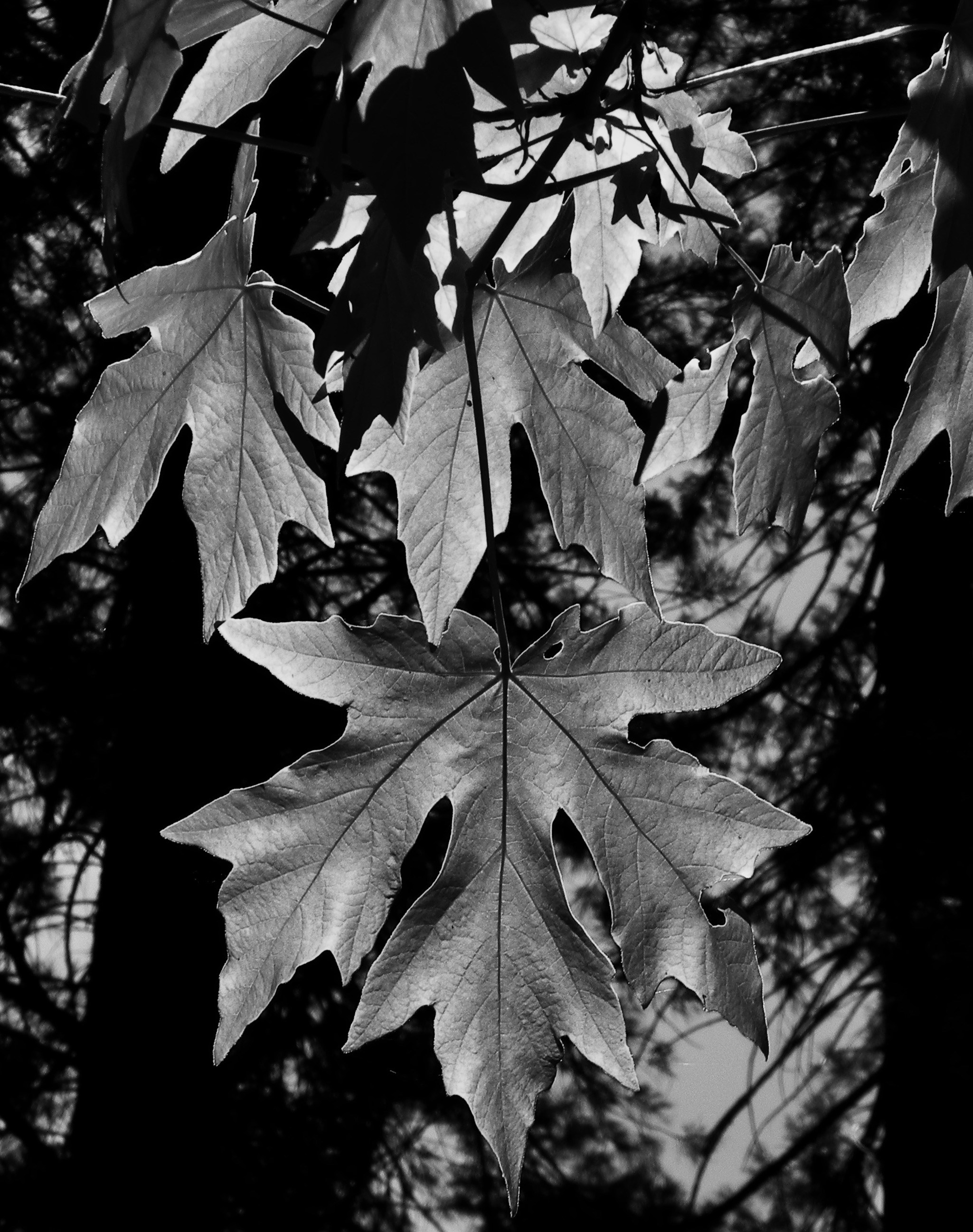 Monochrome Maple: Veins in Focus