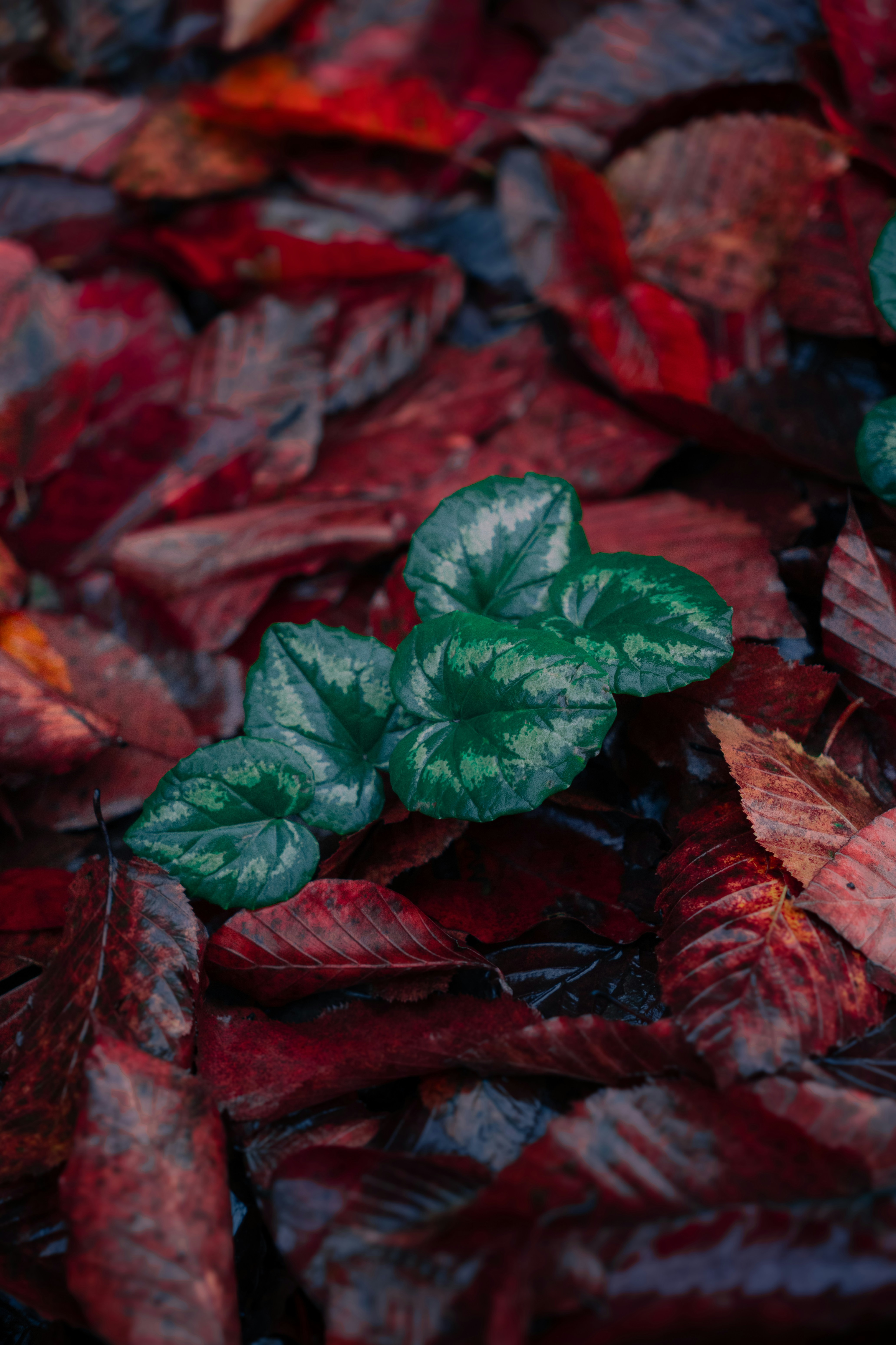 Emerald Vines Amid Crimson Leaves