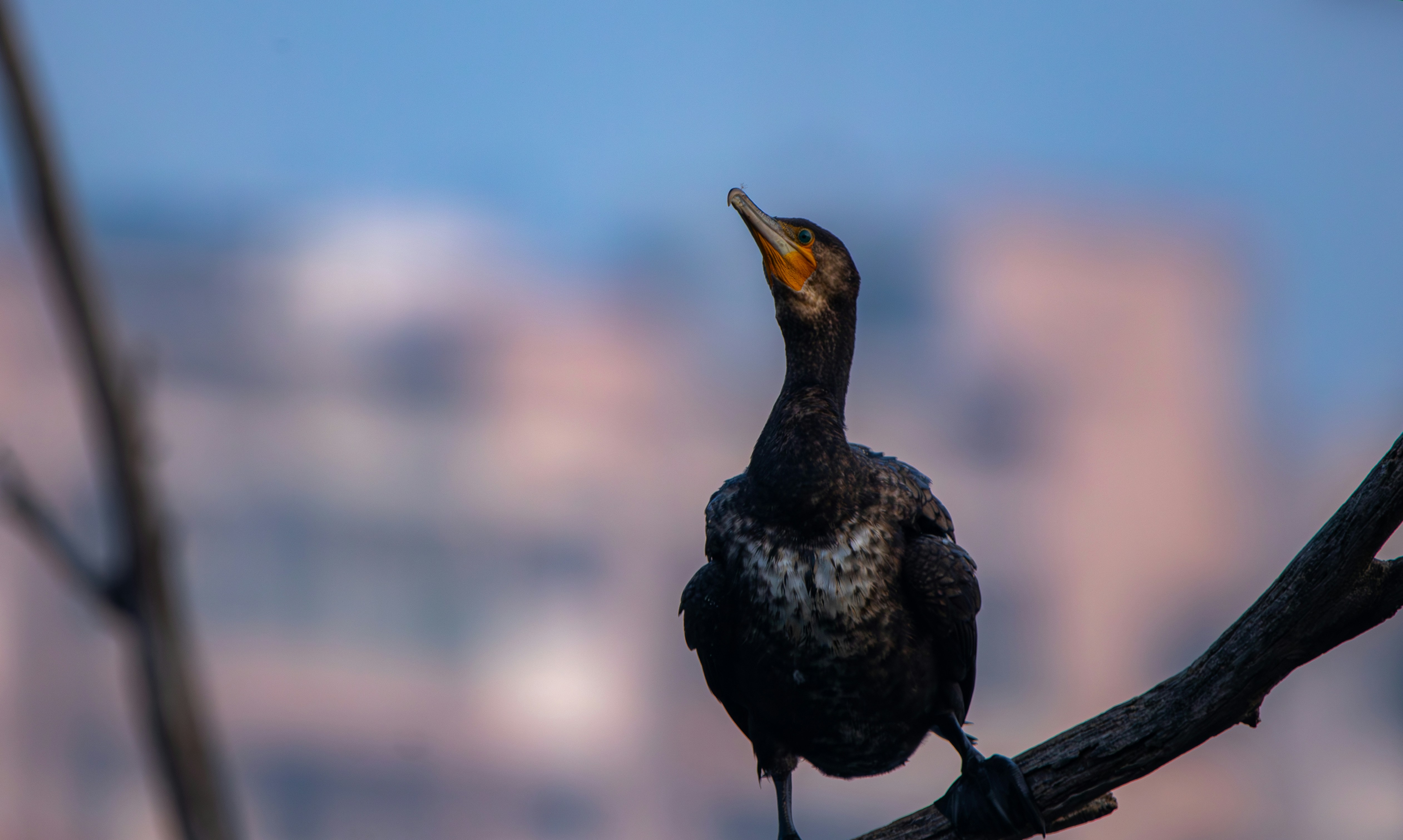 Urban Sentinel: Crow Perched on a Weathered Branch Over a Distant Cityscape