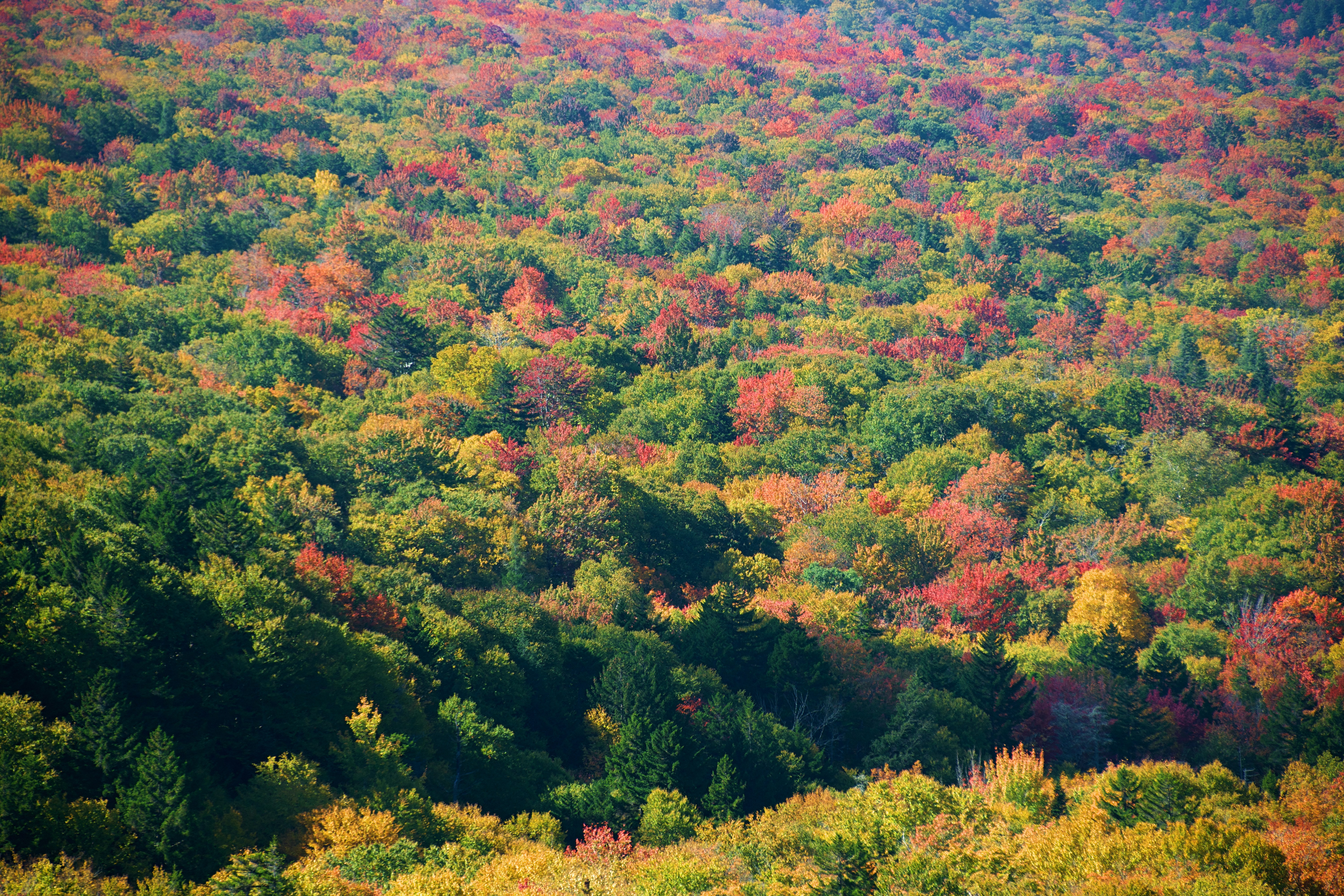 A forest filled with lots of trees covered in fall colors photo – Free ...