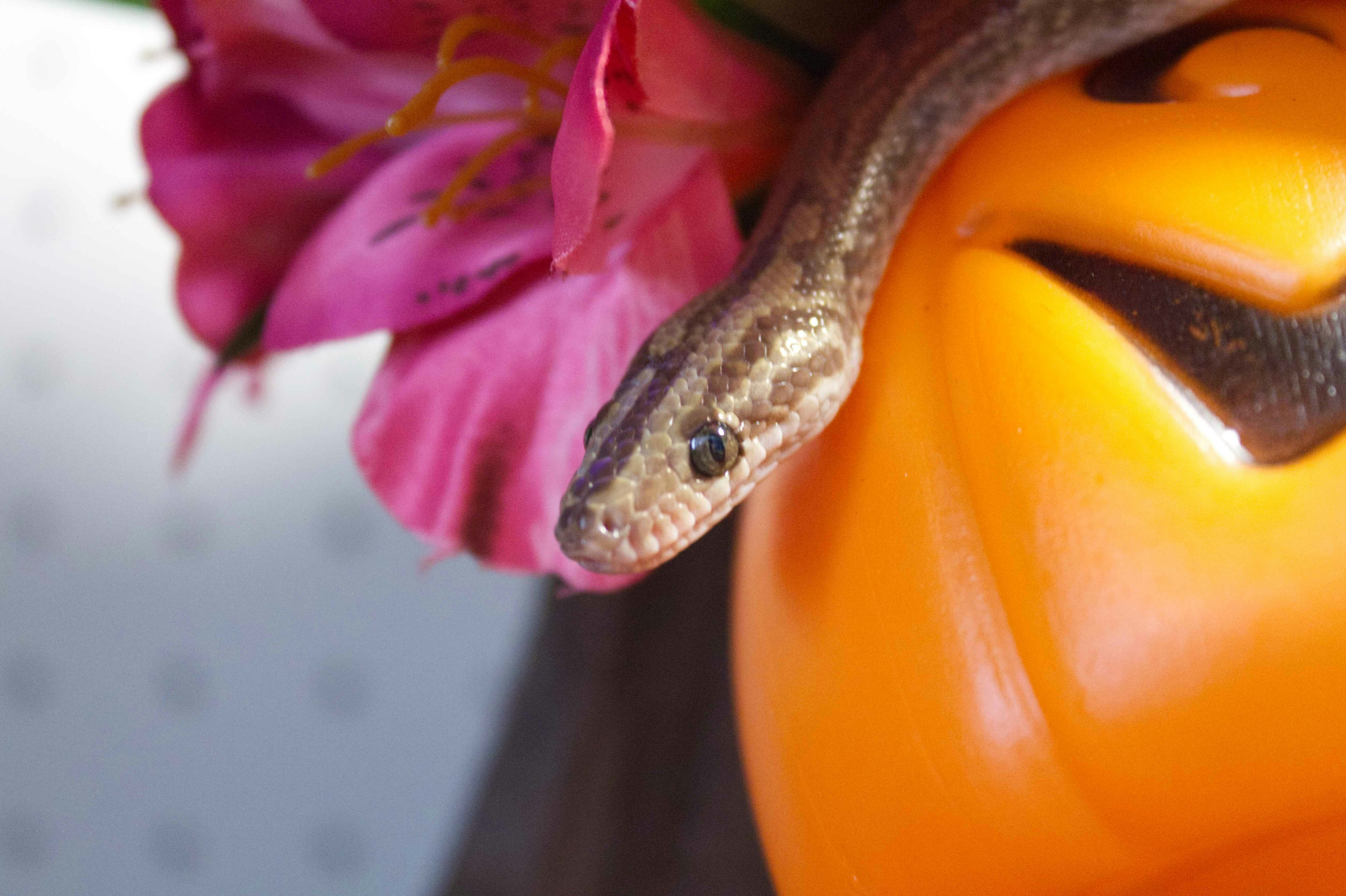 A close up of a pumpkin with a snake on it photo – Free Snake Image on ...