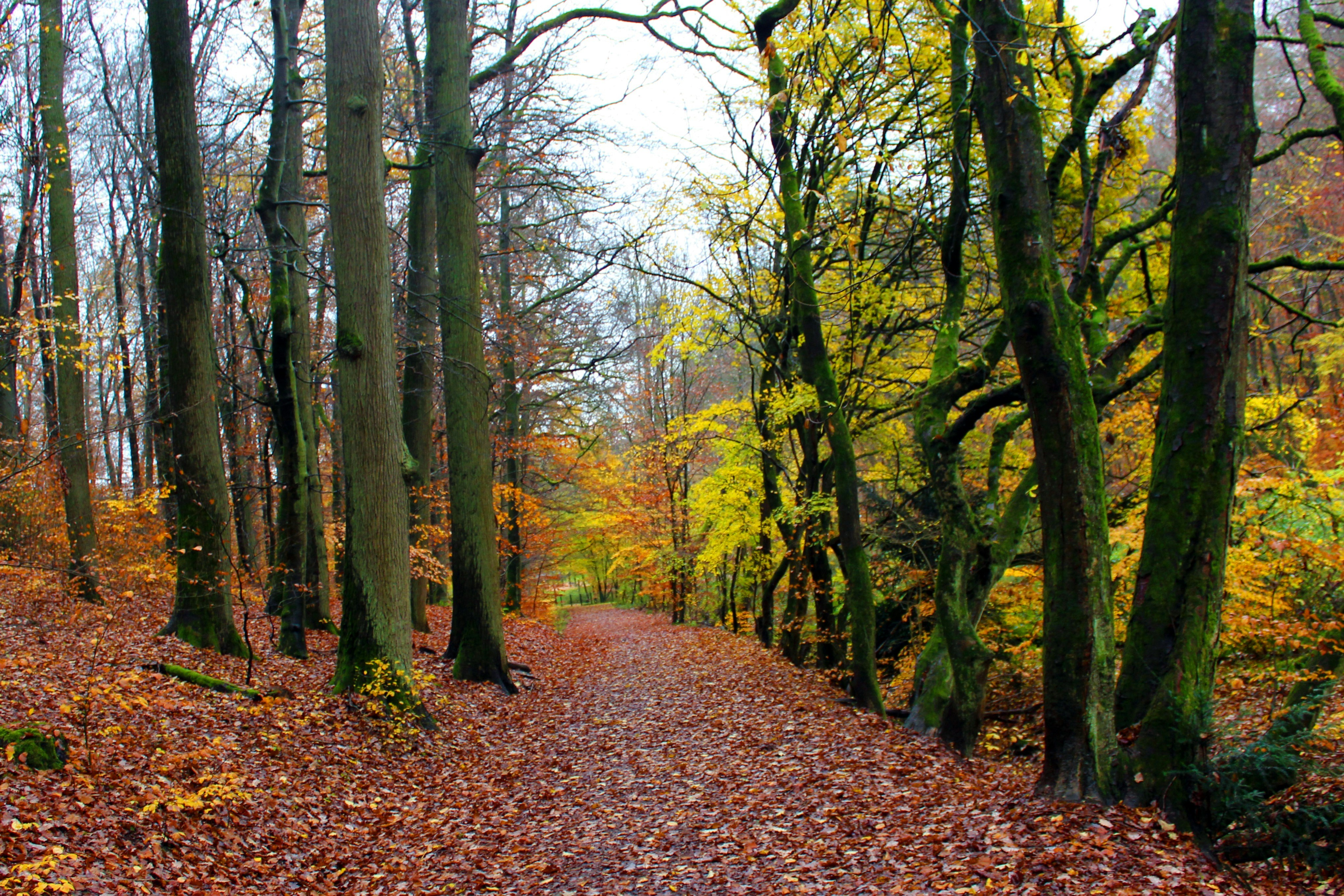 Leaf-covered trail winding through a forest with vibrant autumn foliage.