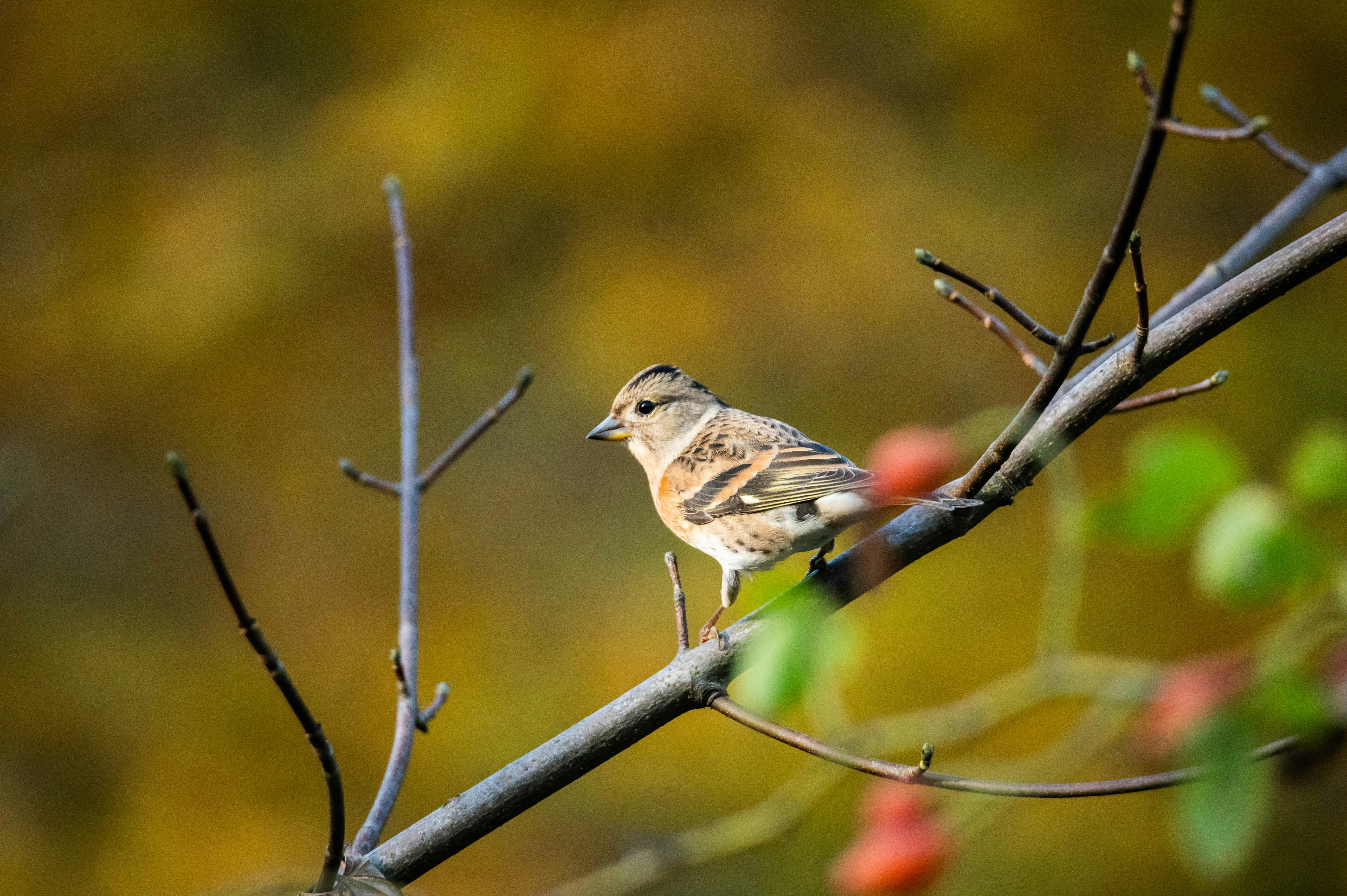 A small bird perched on a tree branch photo – Free Green Image on Unsplash