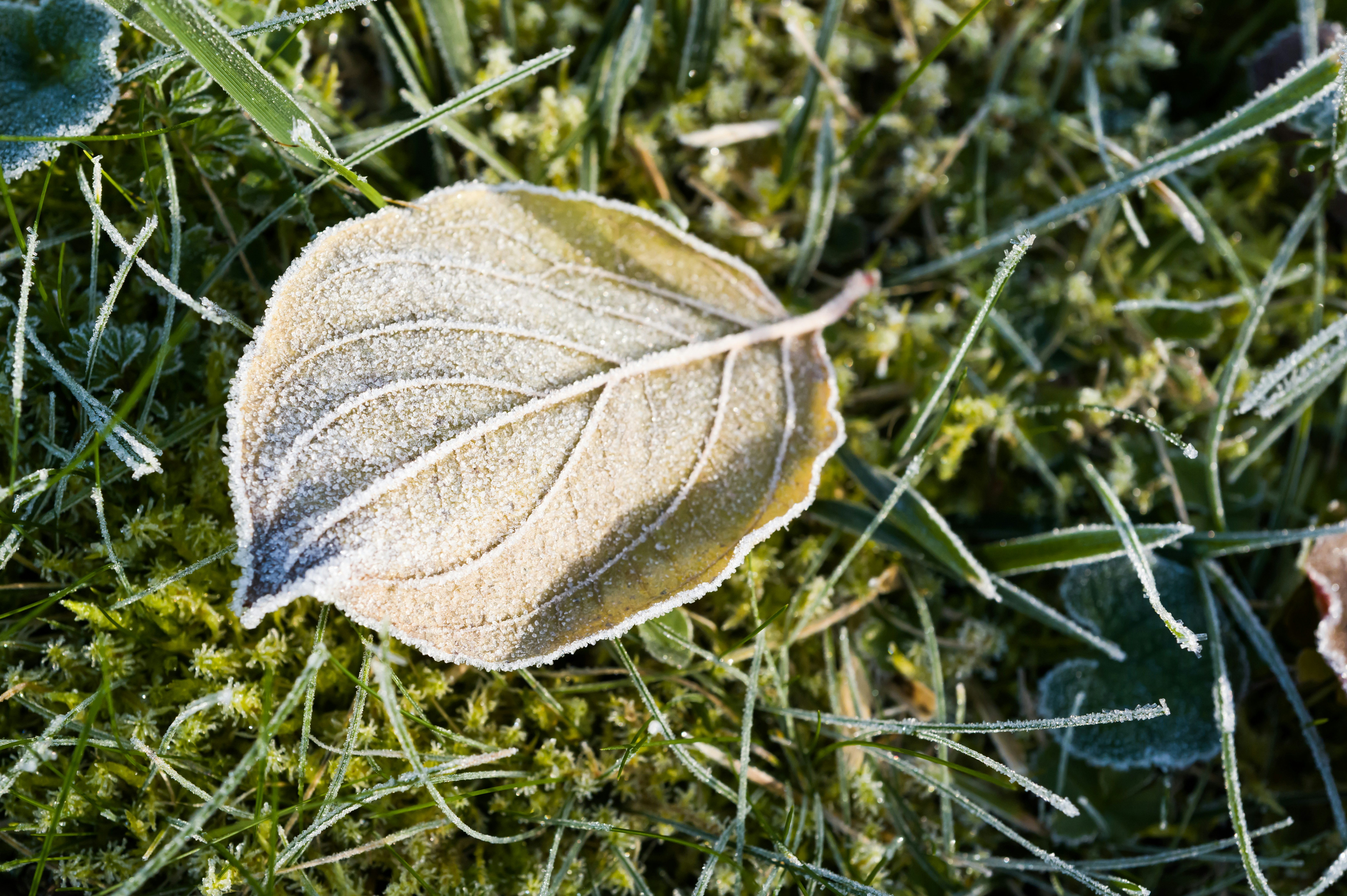 Frost-veined Leaf Resting on a Mossy Patch