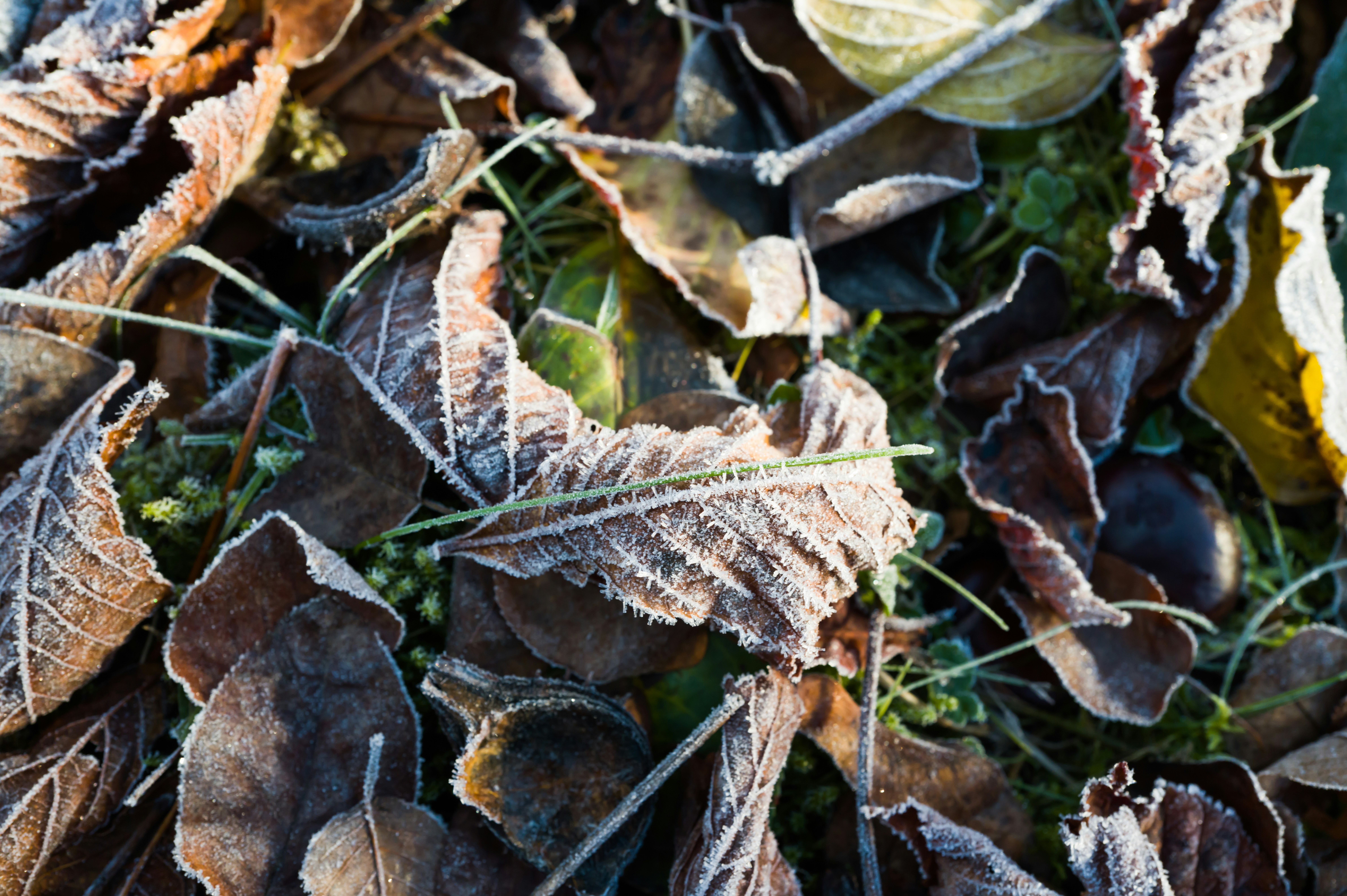 A bunch of leaves that are laying on the ground photo – Free Frost ...