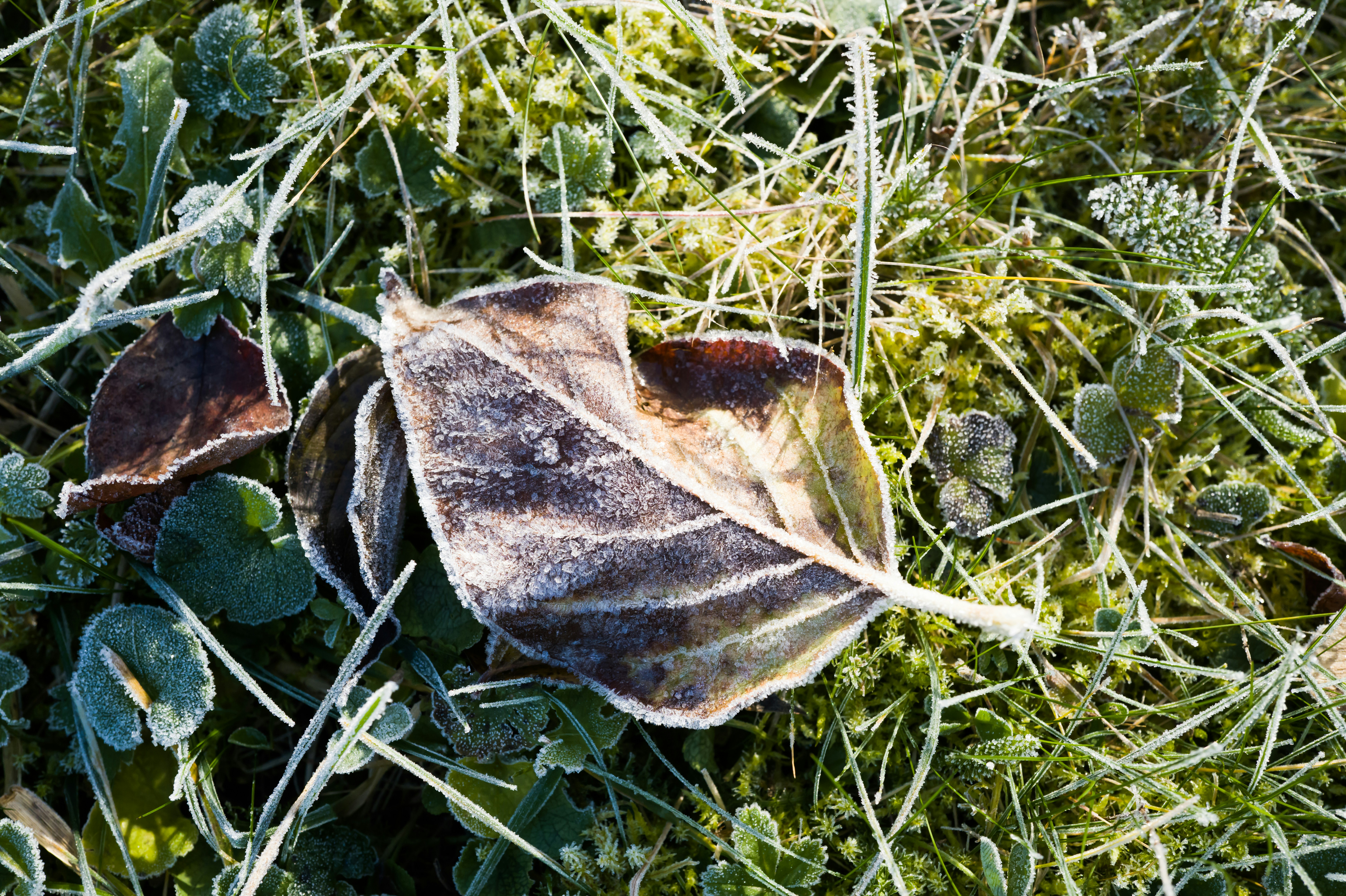 Frost-kissed leaf among green blades