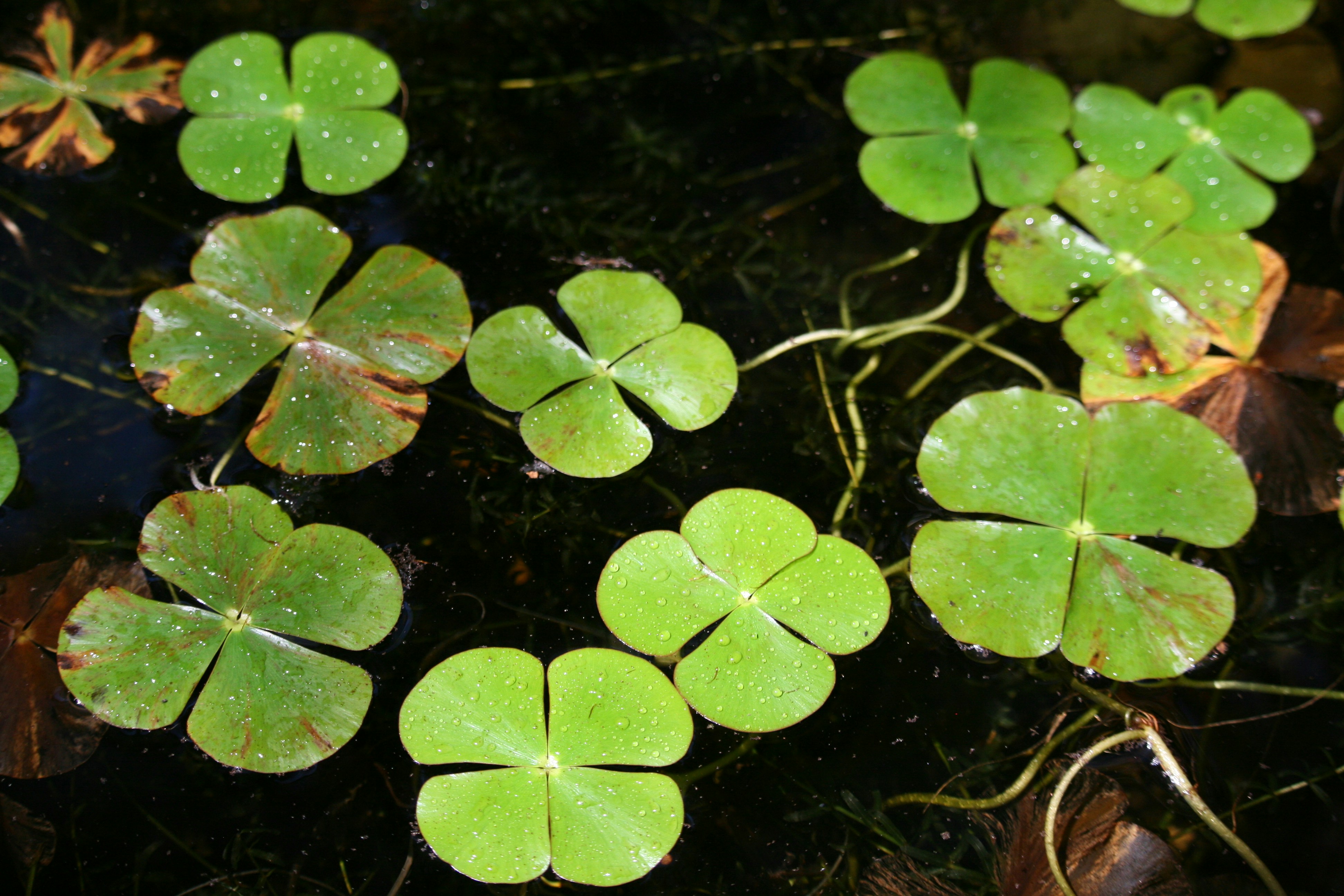 Emerald Quads on a Shadowed Pond