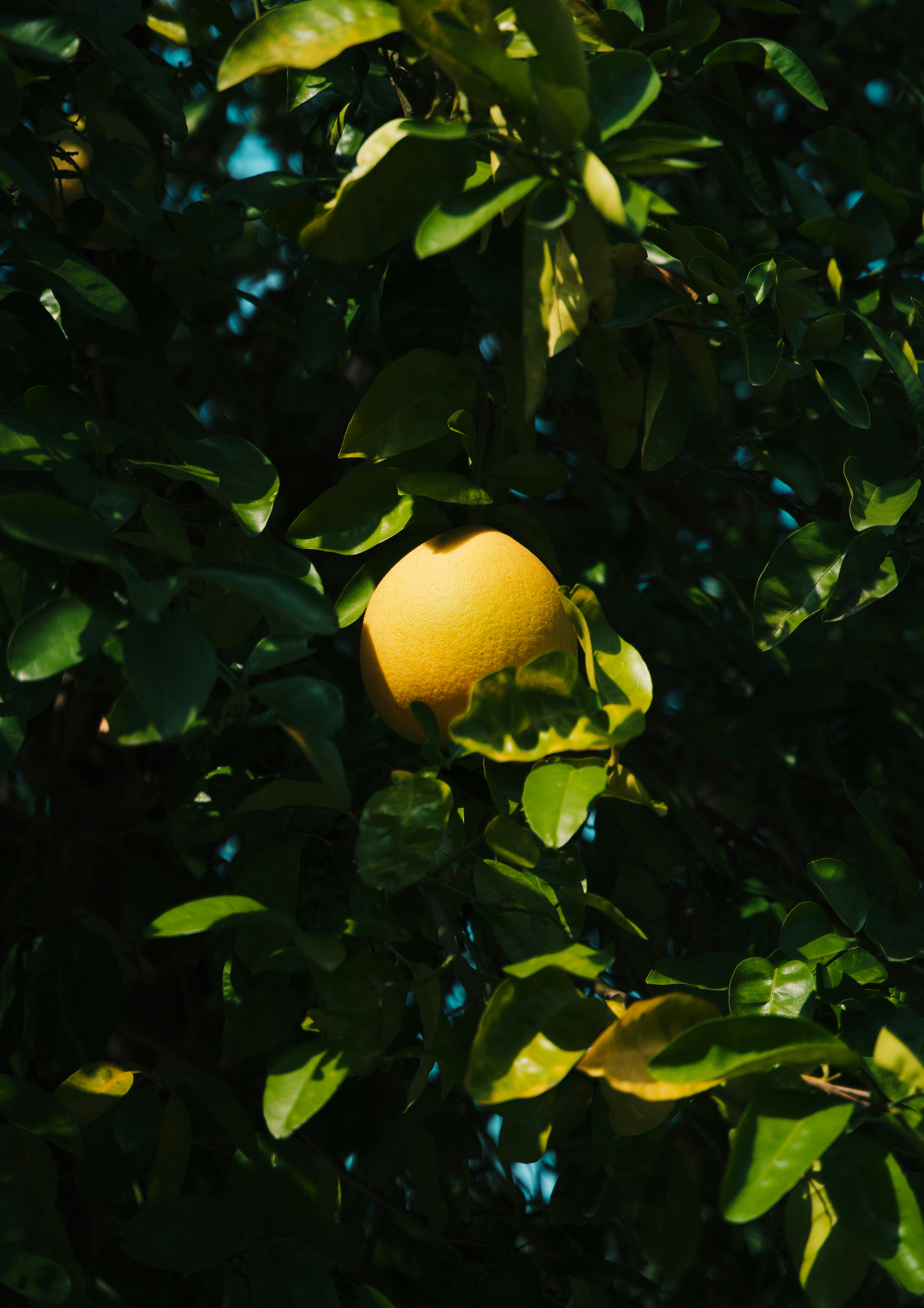 A close up of a lemon tree with leaves photo – Free Food Image on Unsplash