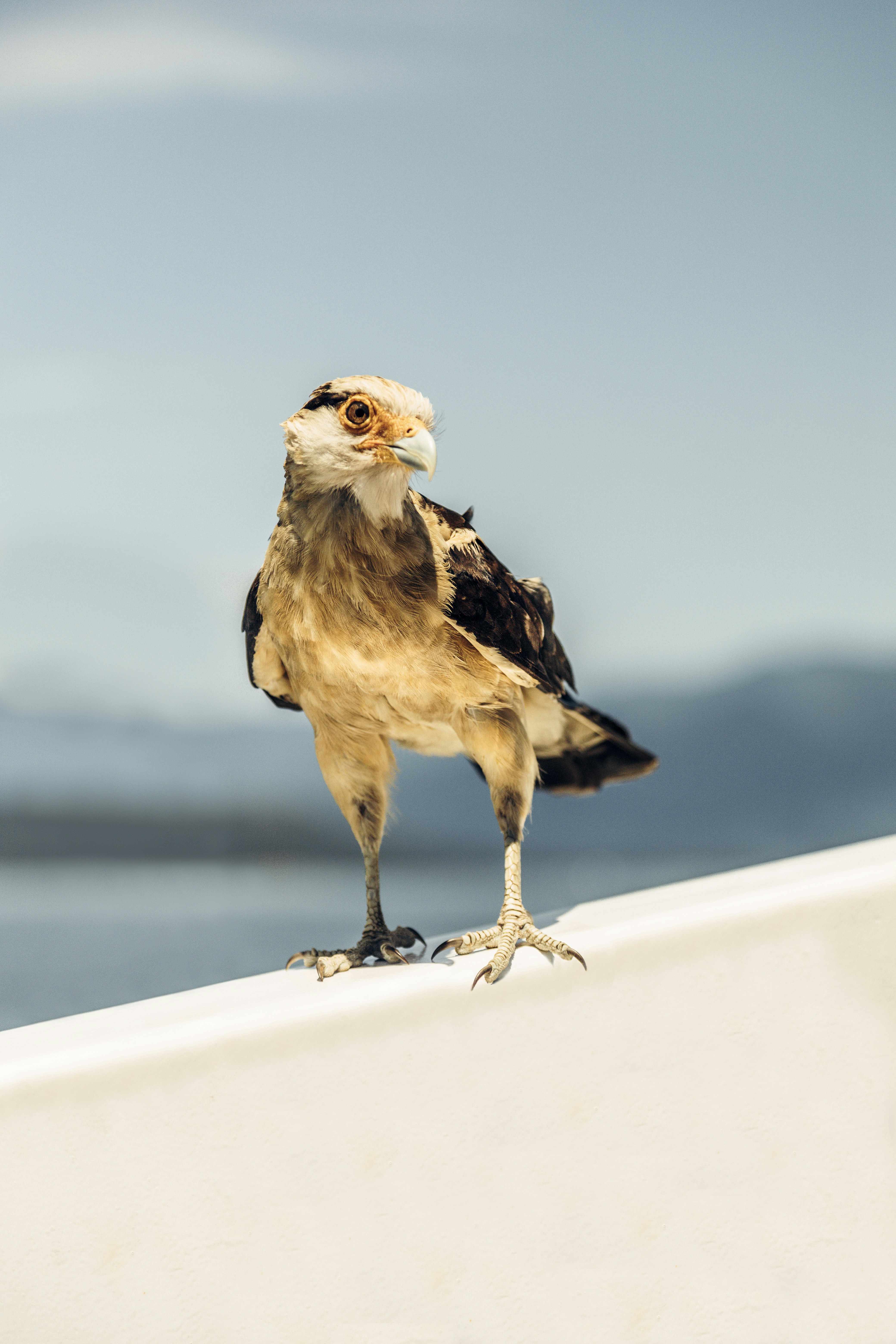 A bird standing on the edge of a building photo – Free Animal Image on ...
