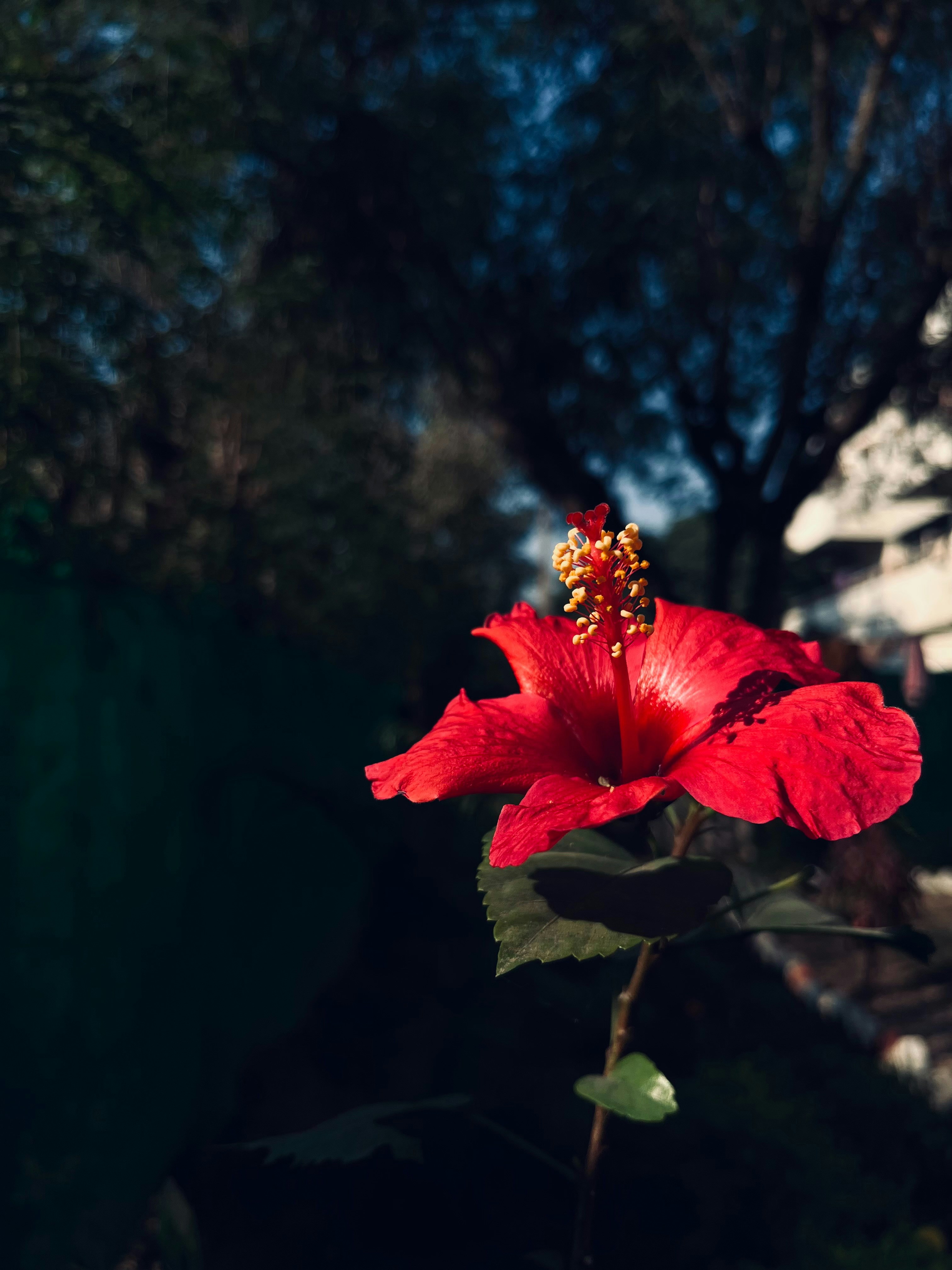 Crimson Hibiscus in a Velvet Shade