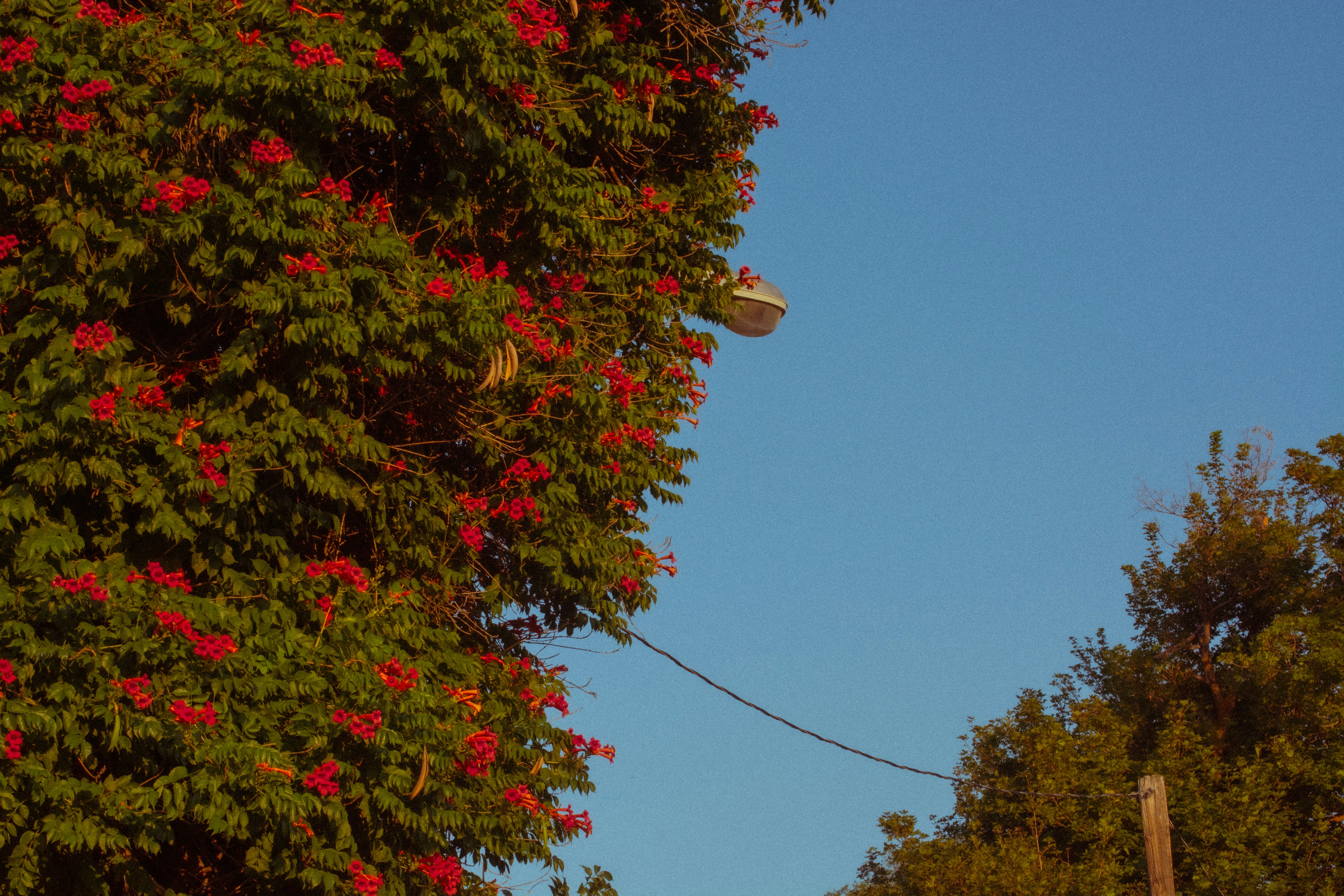 Crimson Blossom Canopy Framing a Quiet Blue Sky