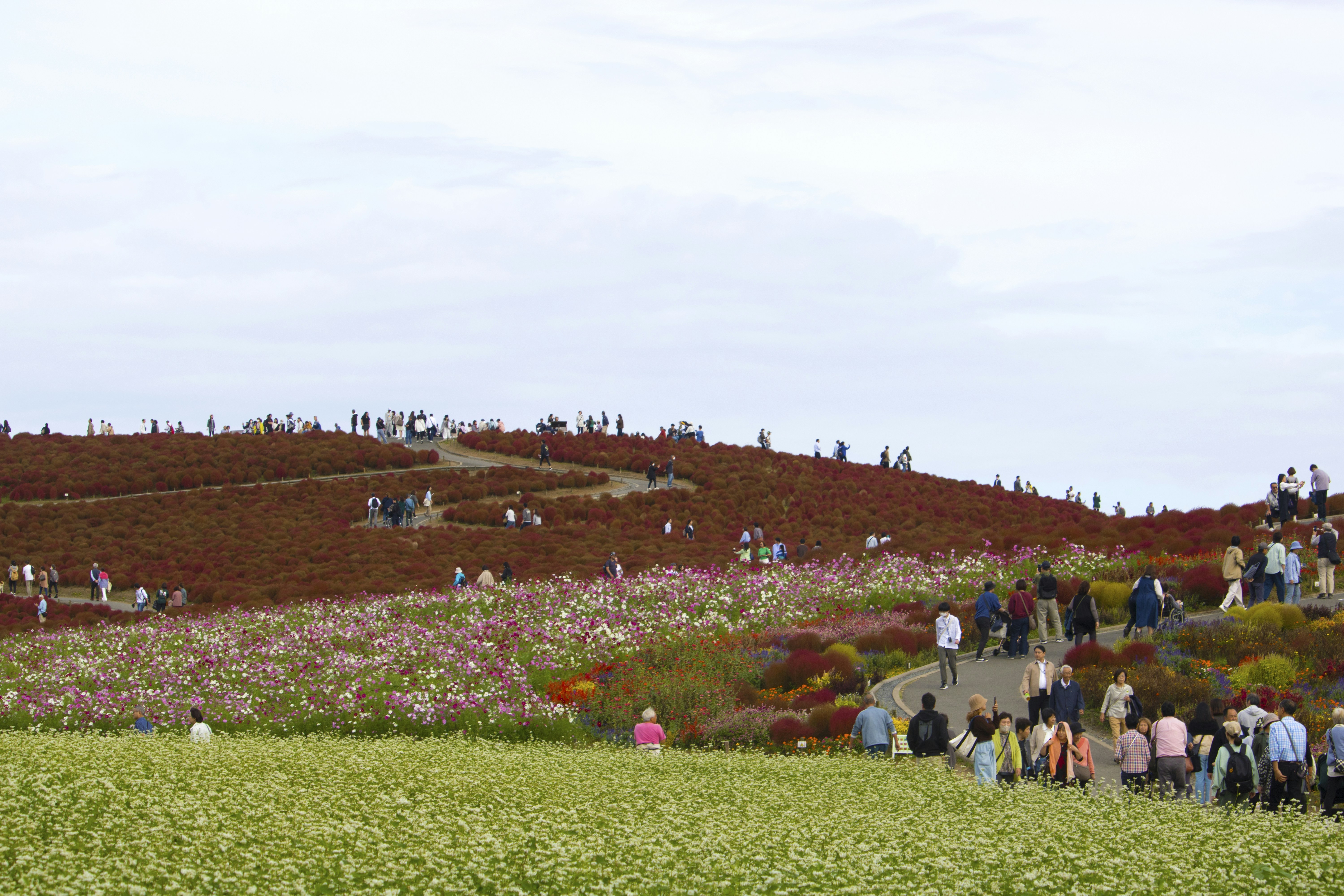 A Living Mosaic: People Thread the Flower-Carpeted Hill